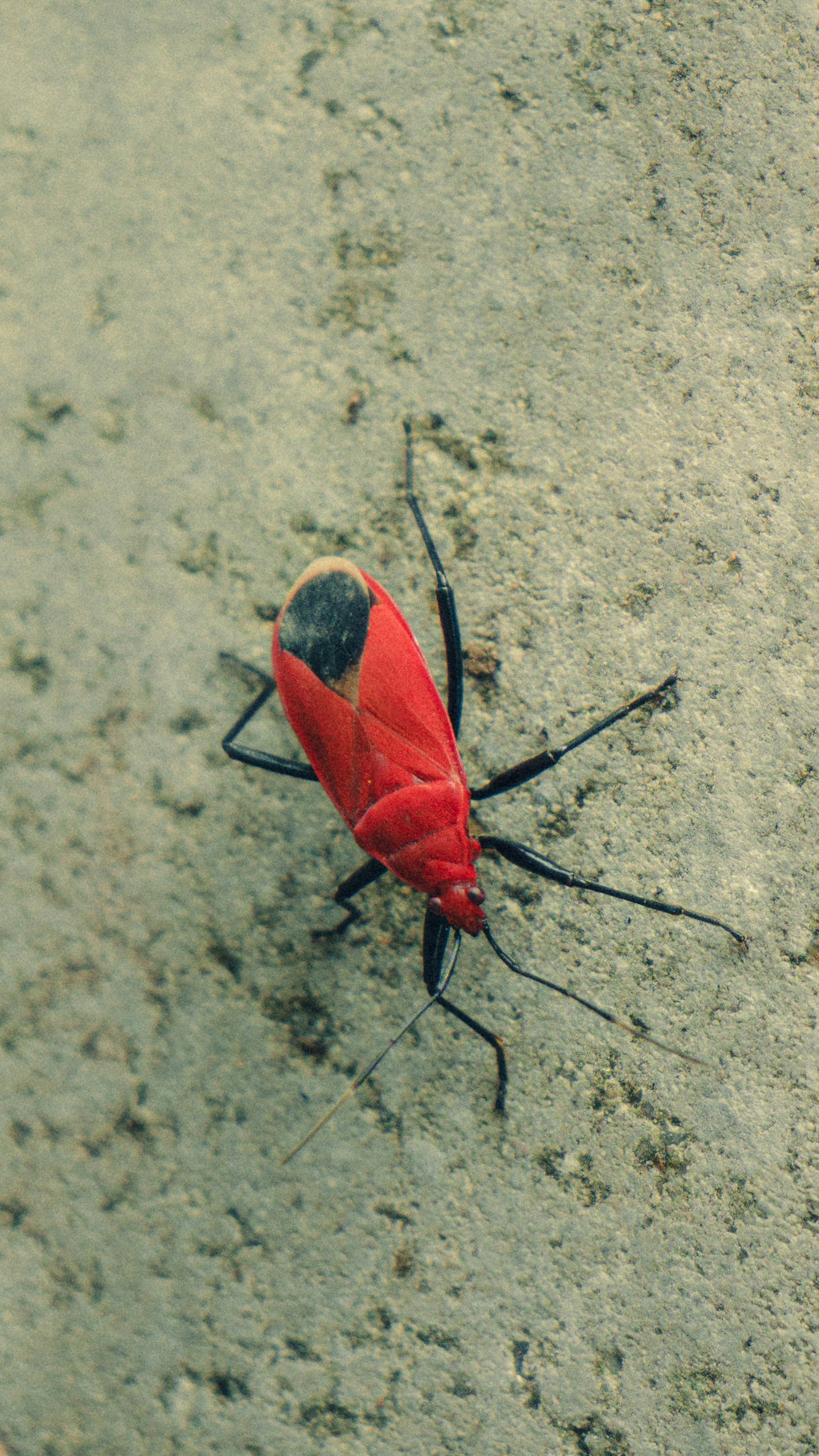 Red Shield: a bright bug cross on gritty concrete