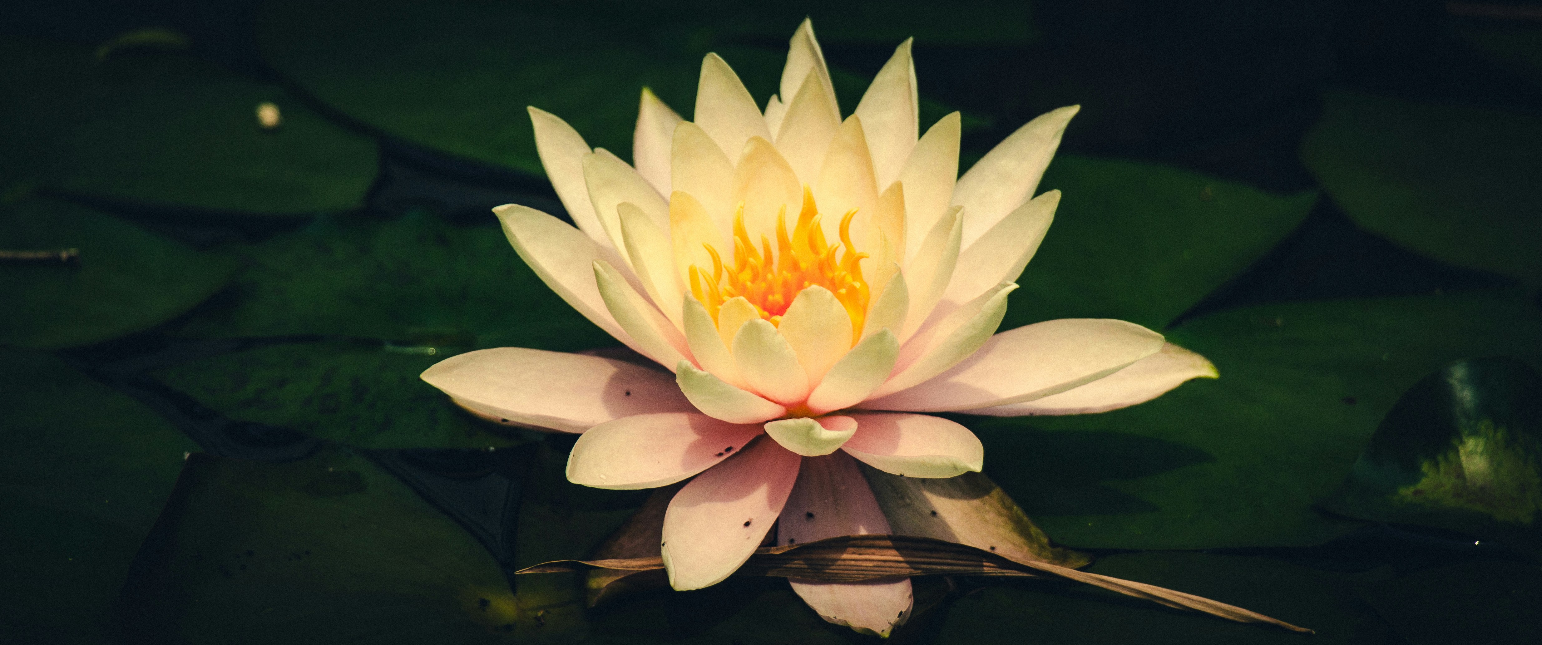 Illuminated Water Lily Against Dark Canopy