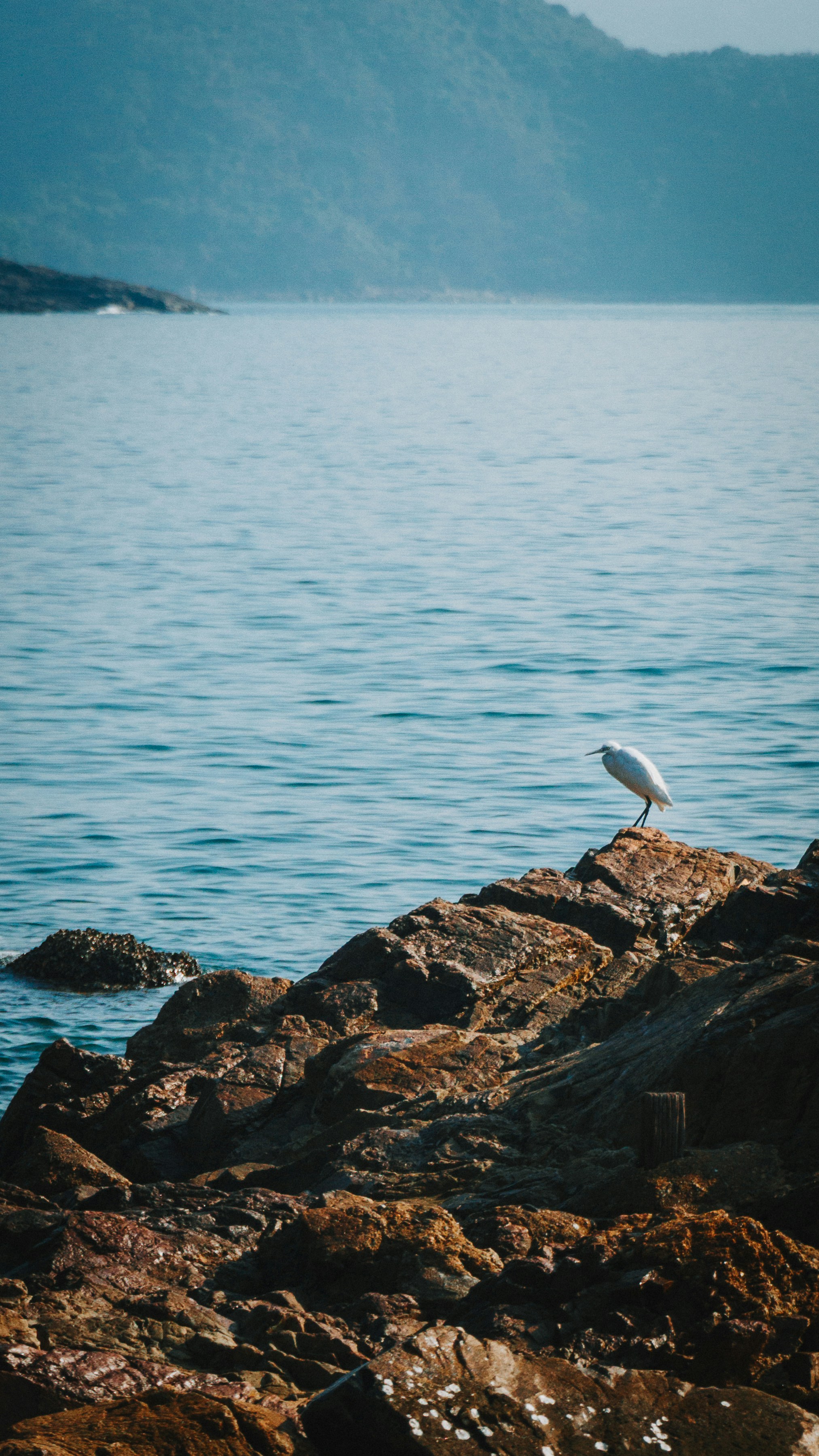 Single Shoreline Sentinel: A Quiet Look Across Quiet Waters