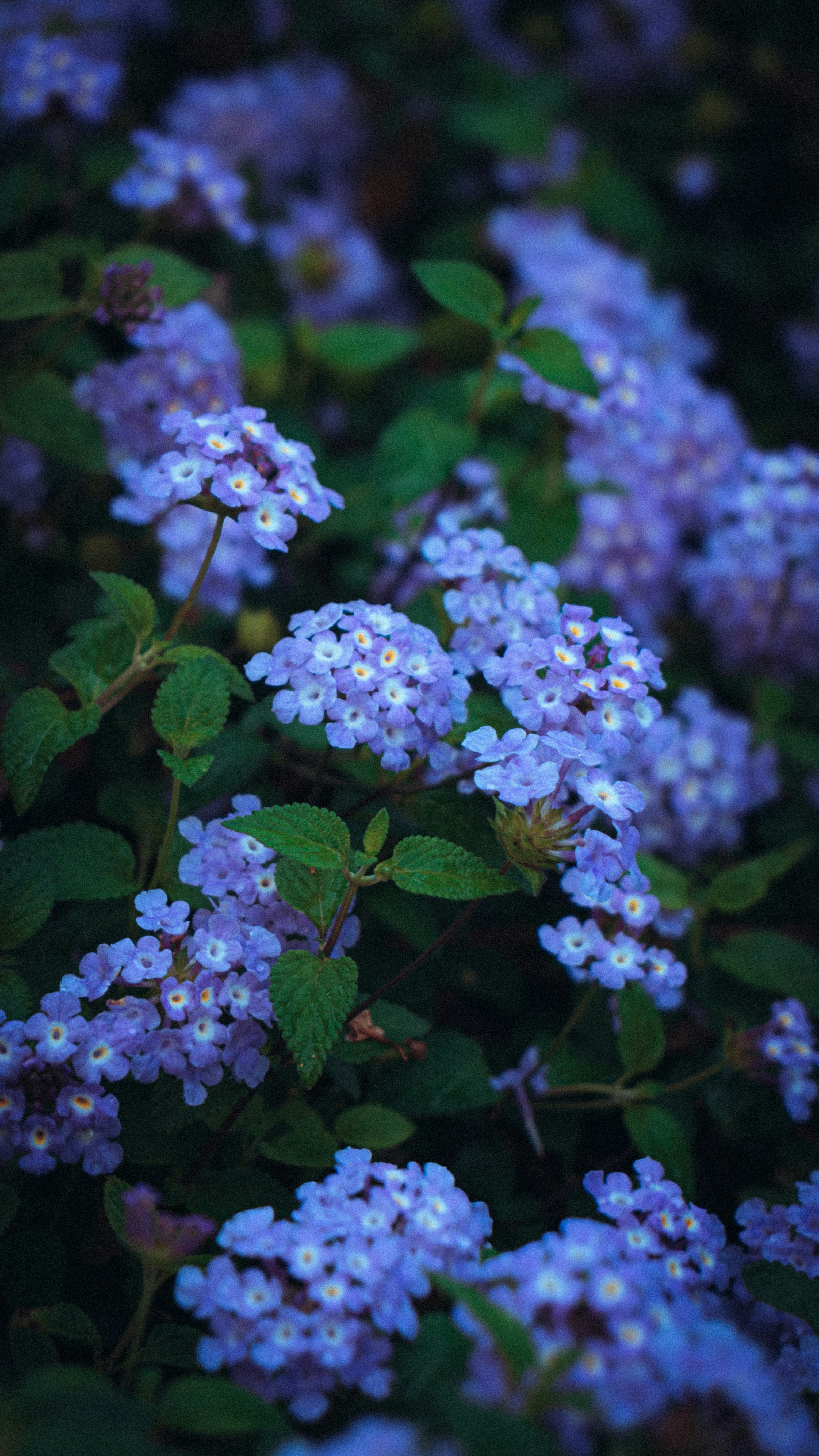 Lavender Span: Delicate Hydrangea Blooms in Evening Shade