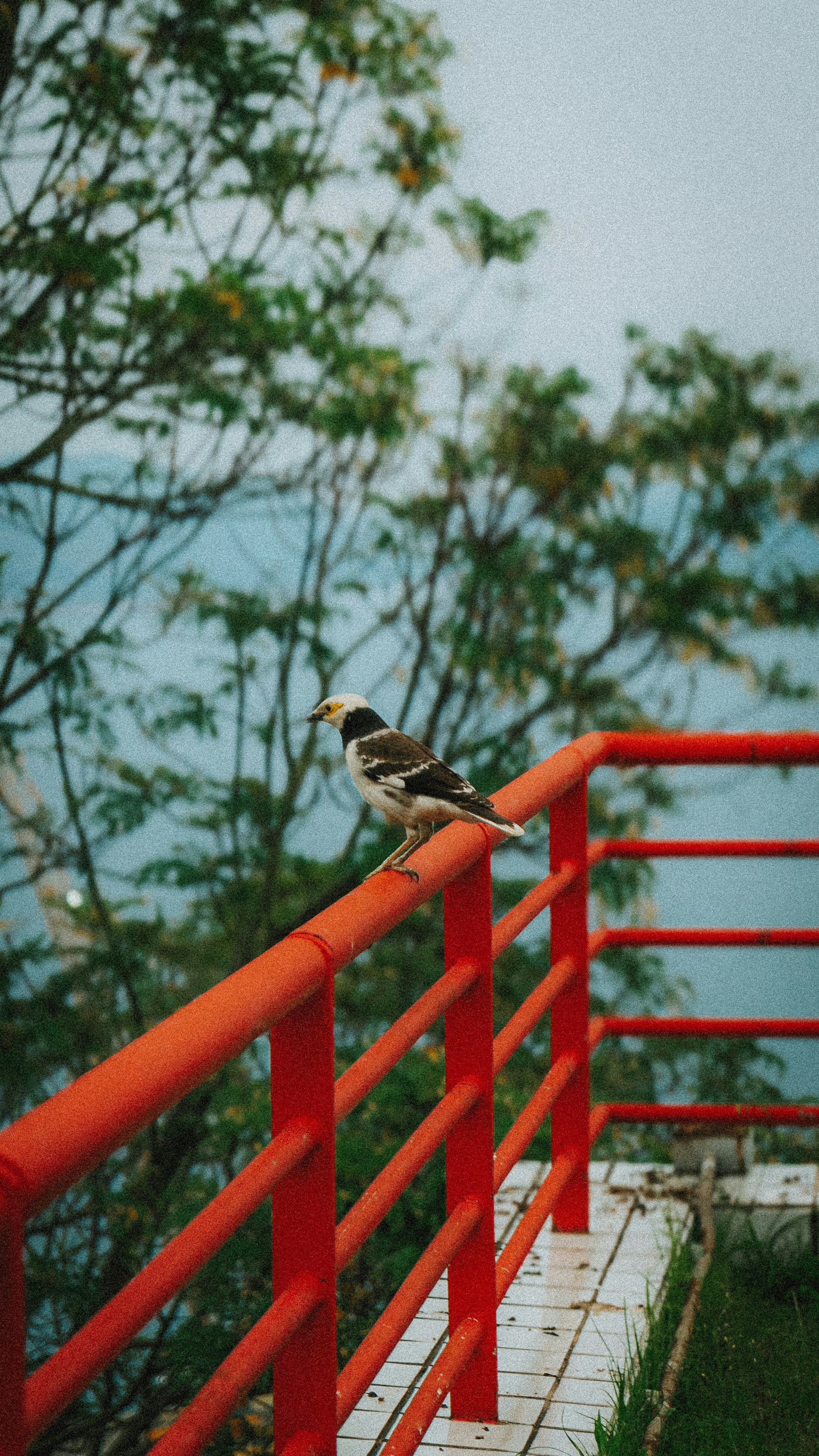 Perched on a Red Rail: A Solitary Bird with a Coastal View
