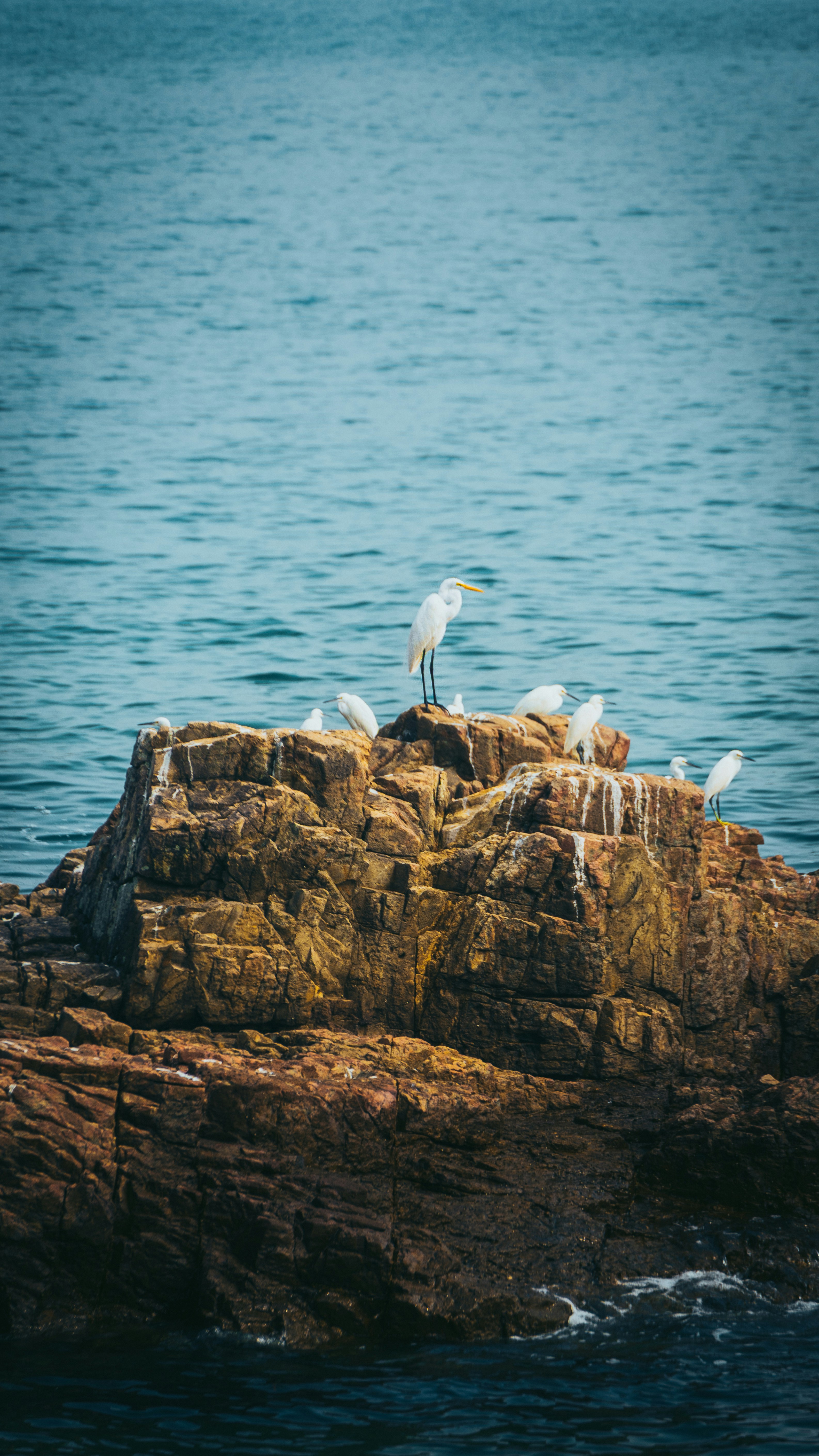 Rock Sentinel: A White Egret Perched Among Sea-Weathered Stones