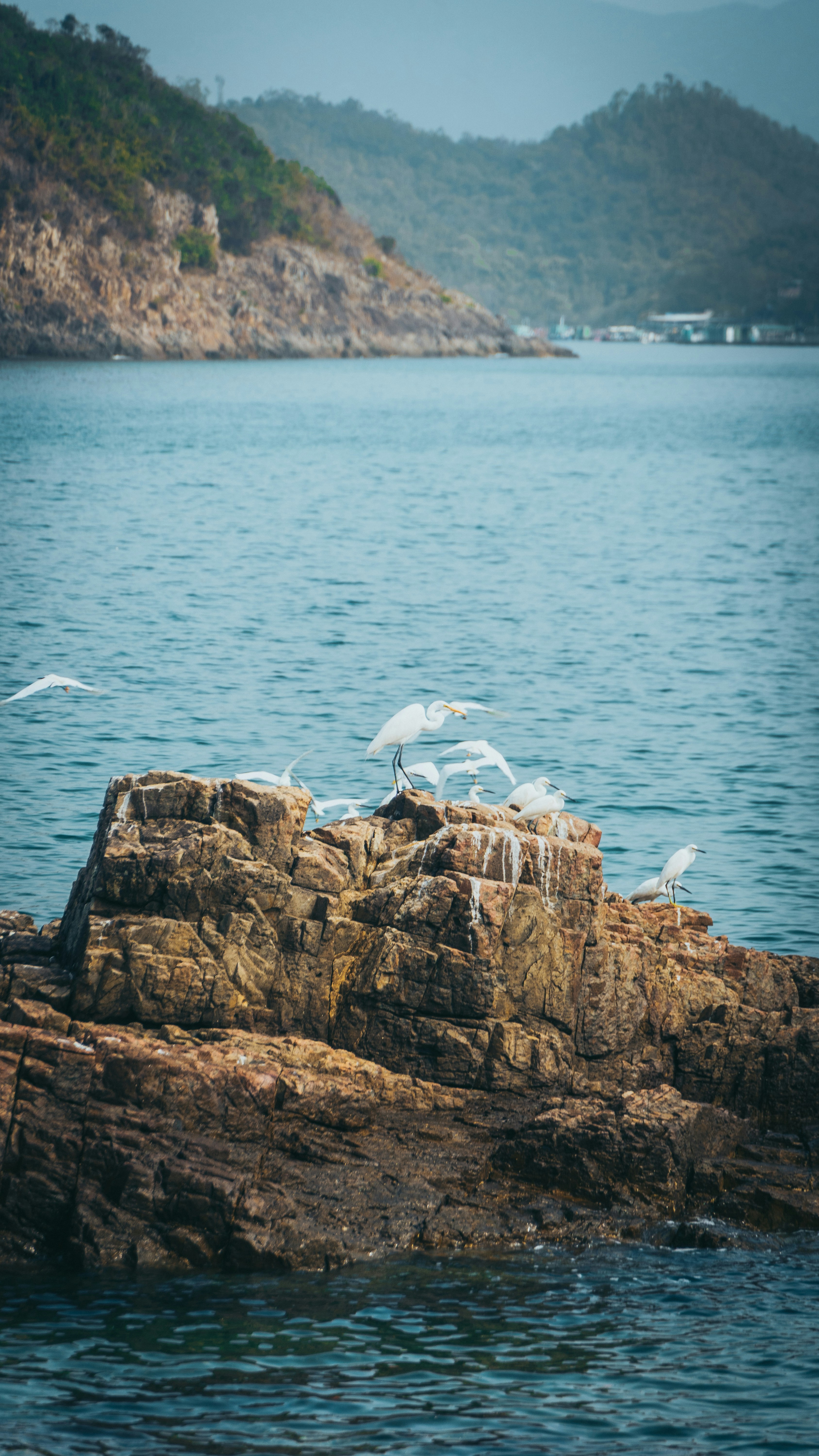 Seabird Refuge on Sunlit Rocks