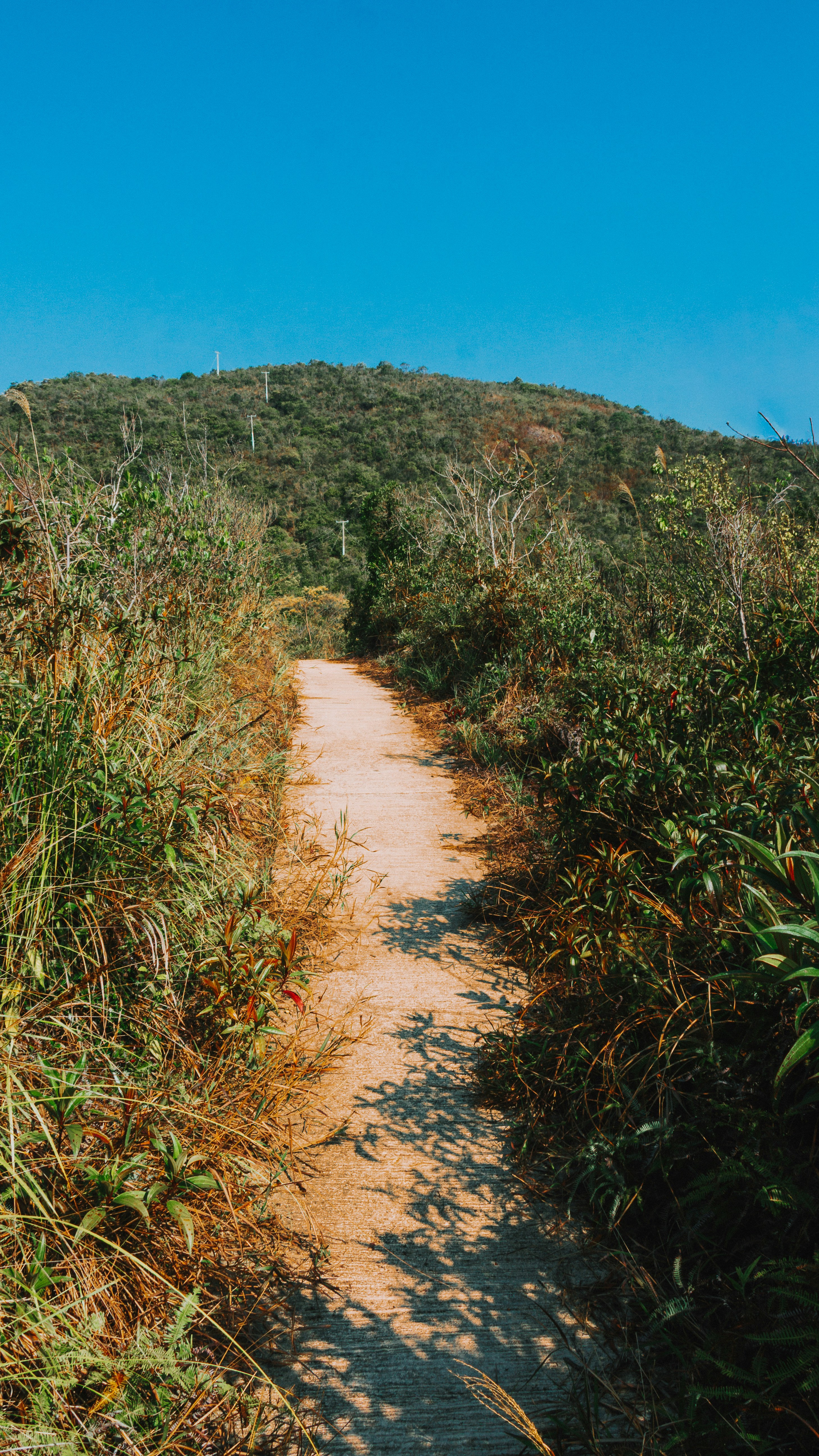 Path Through Golden Shrubland Toward a Quiet Ridge