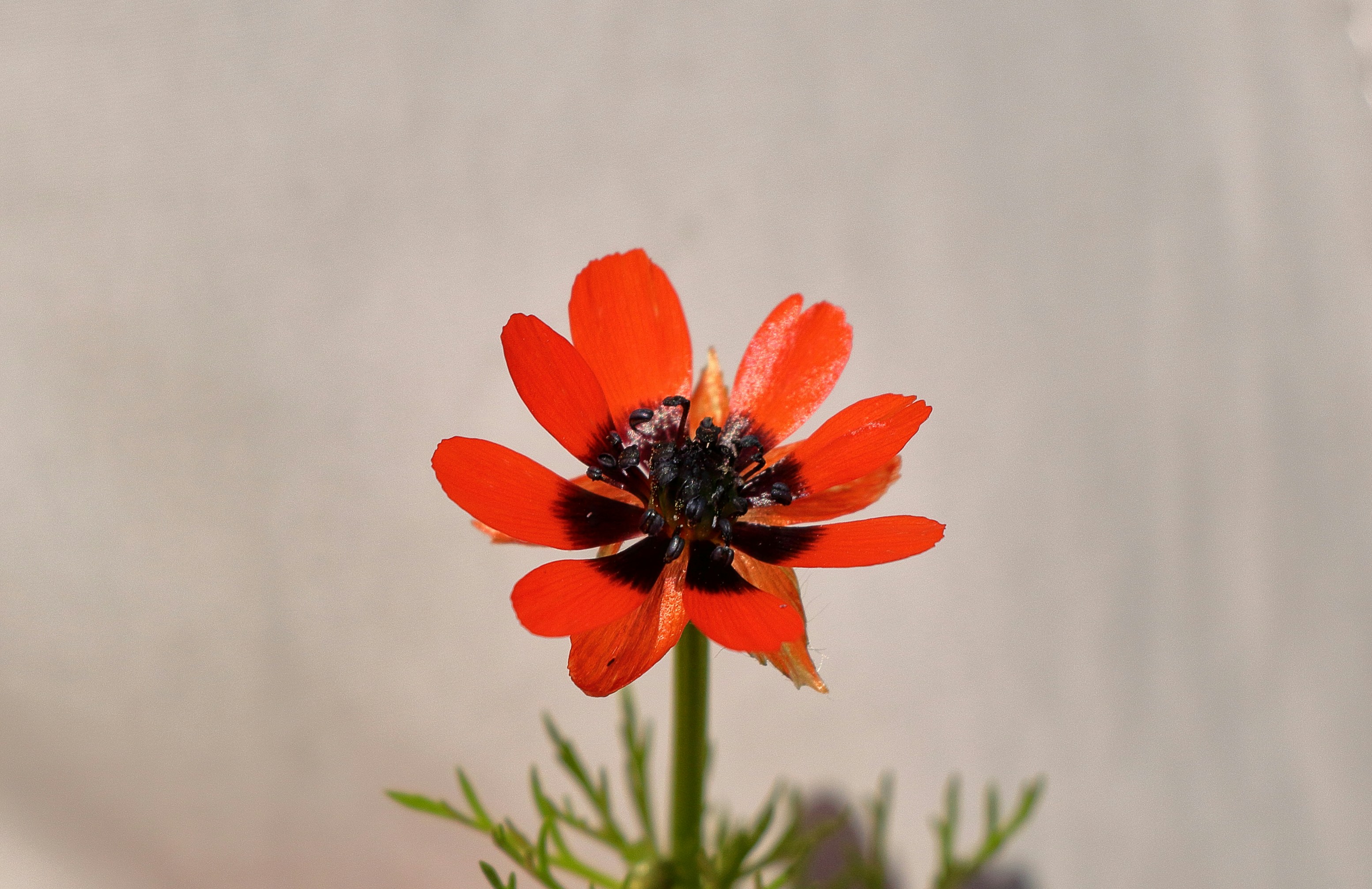 Scarlet Bloom: A lone red flower against a soft windowlight backdrop