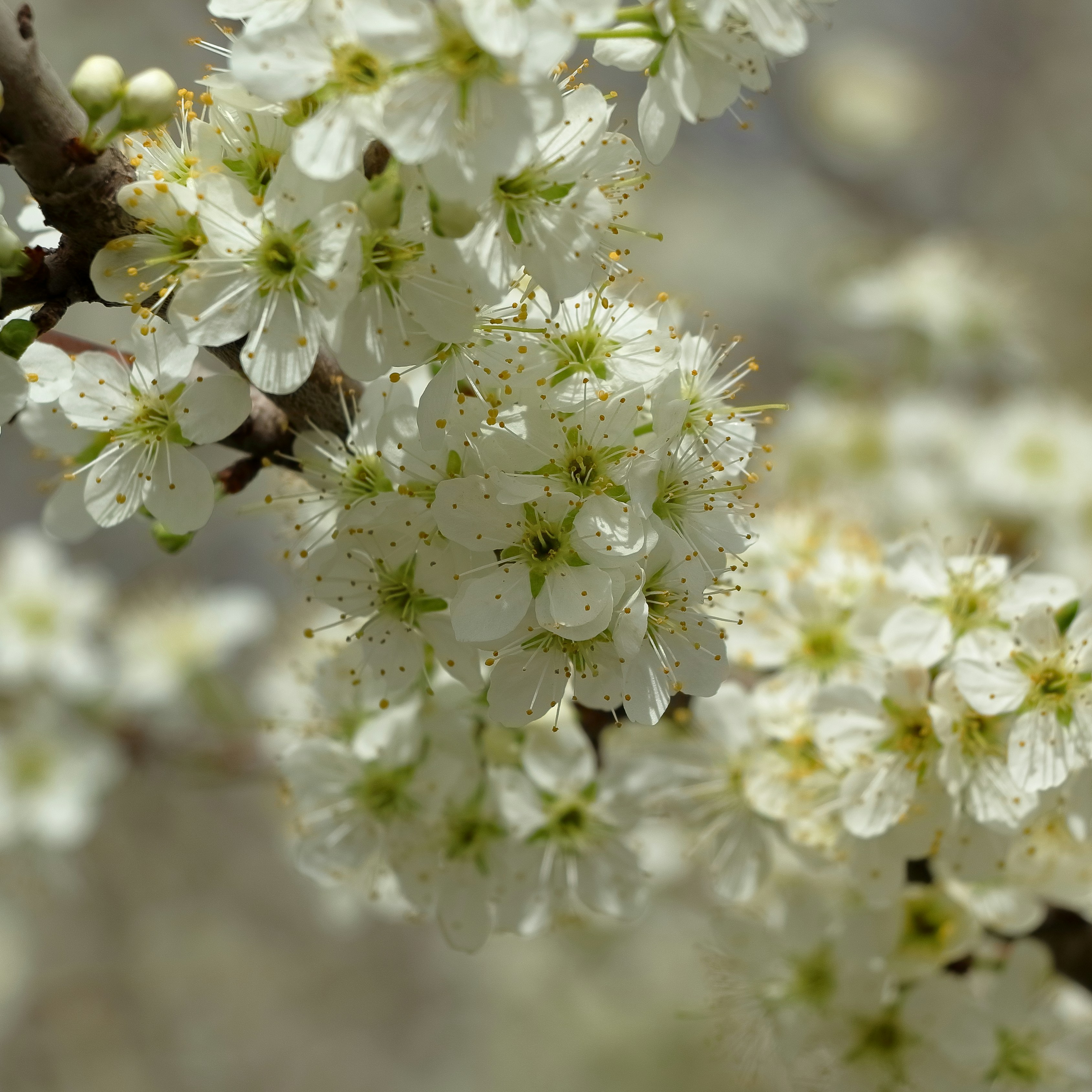 Blossoms in Focus: A Cascade of White Petals