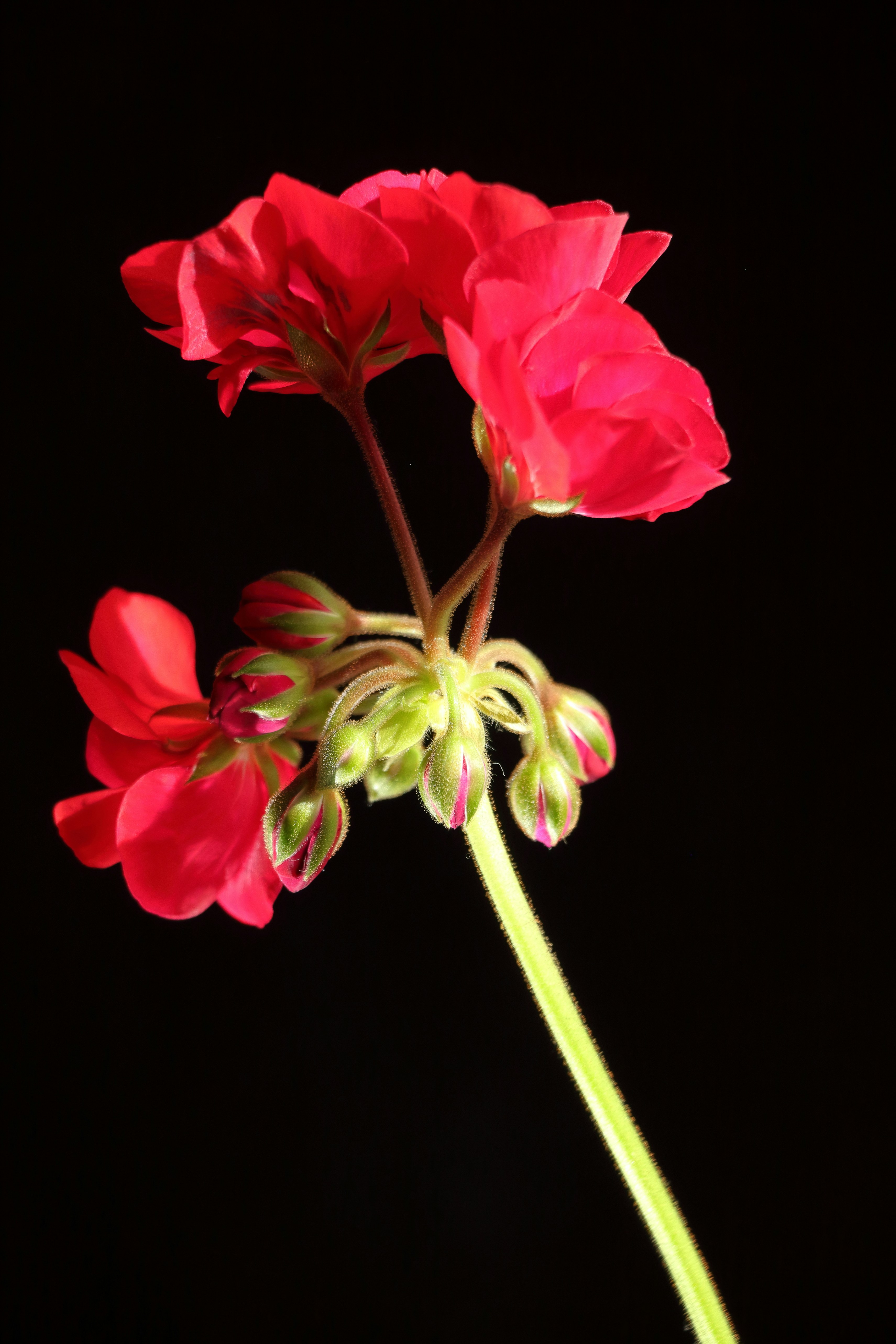 Crimson Bloom on a Velvet Night