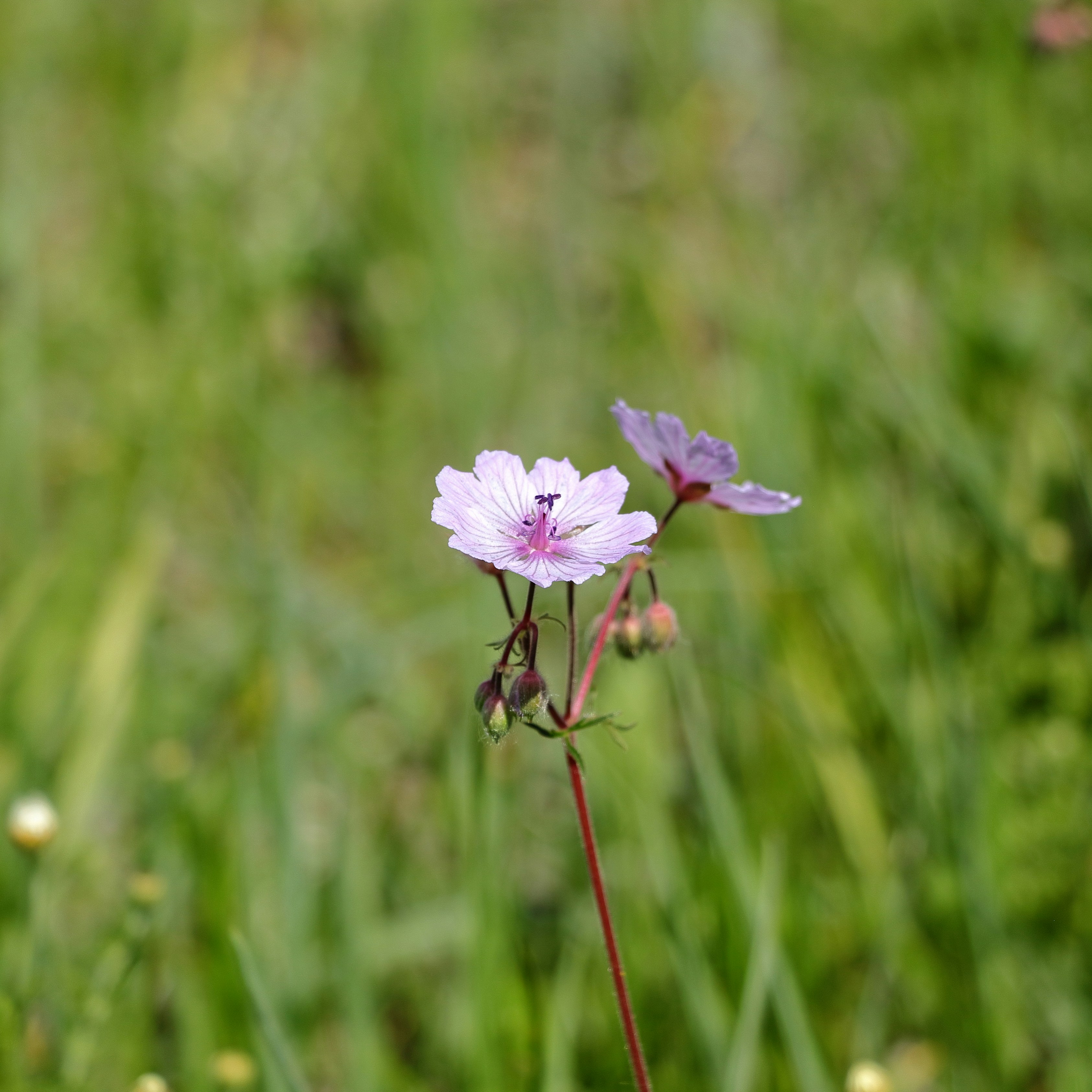 Delicate Pink Laceflower Reaching Through a Sea of Green