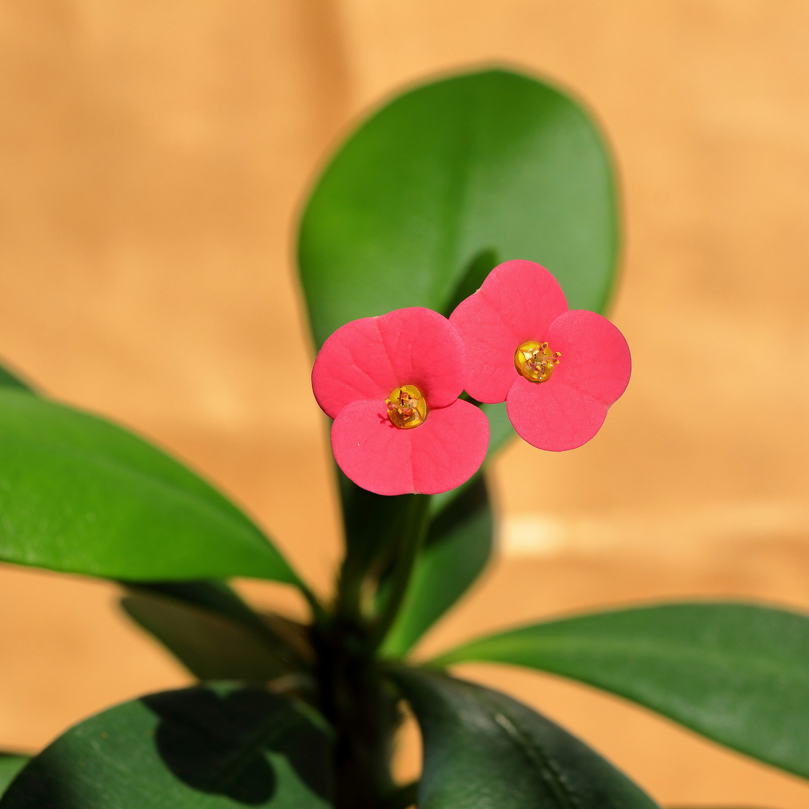 Two Coral Pink Flowers with Golden Centers Against WarmBackdrop