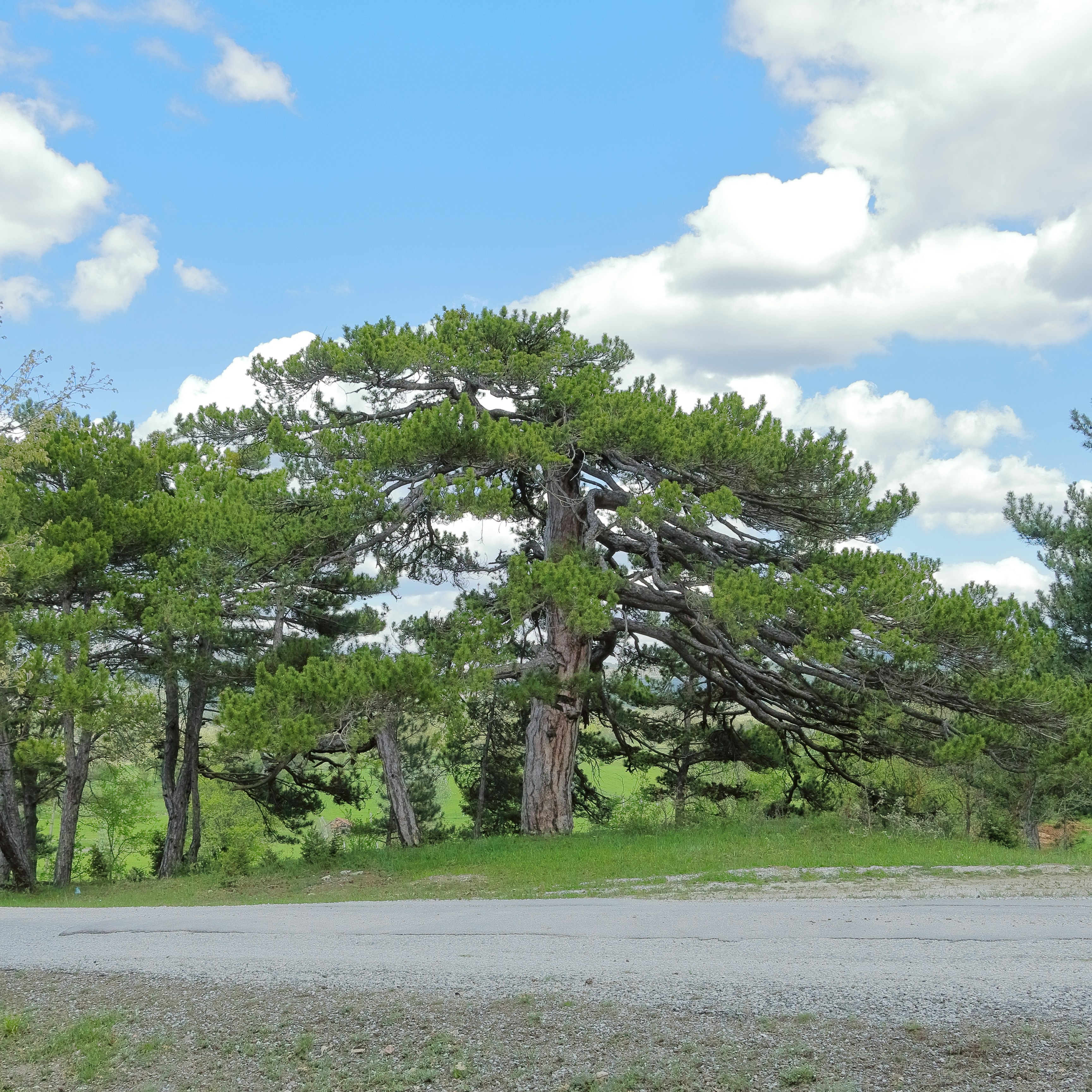 Majestic Pine Ensemble Framing a Quiet Road