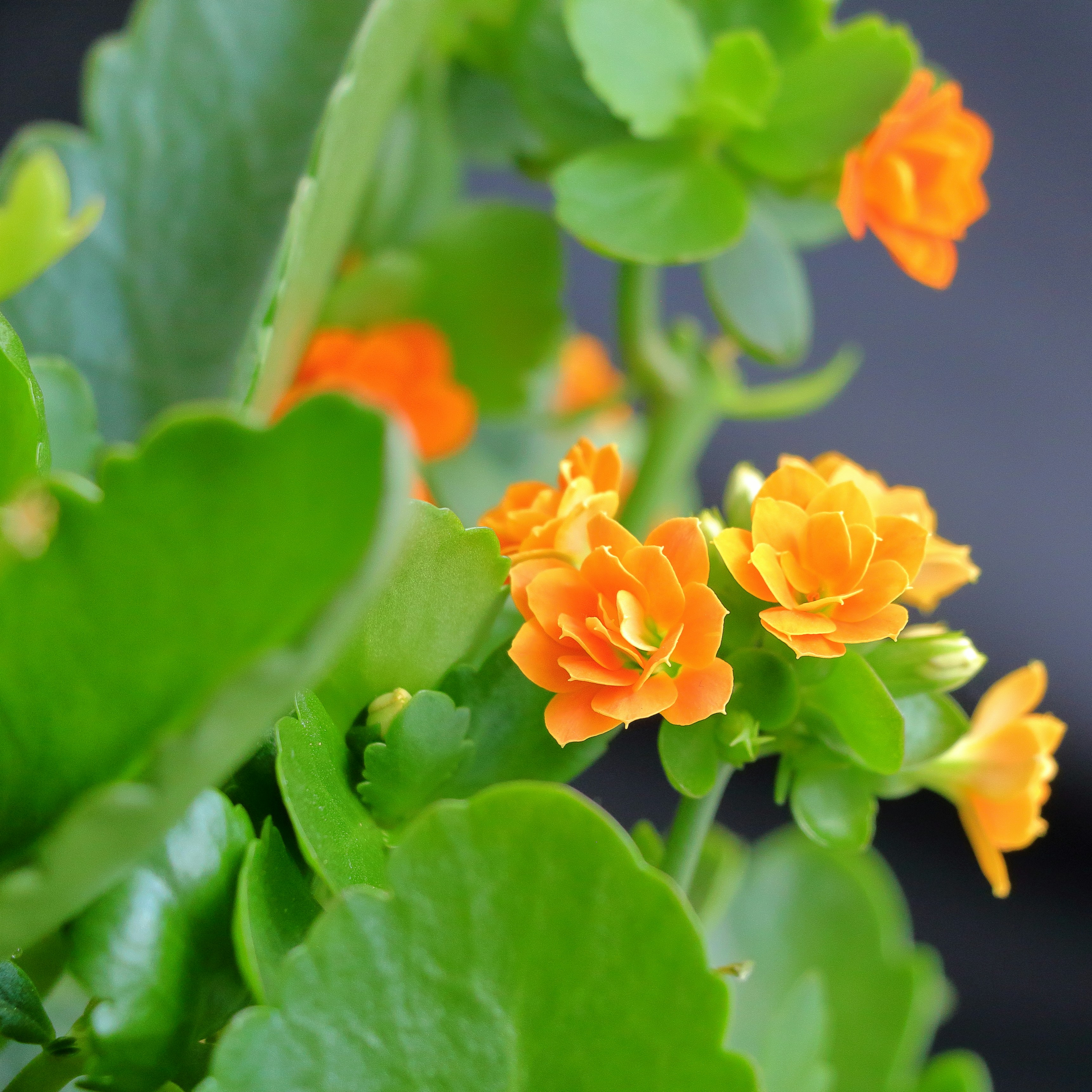 Orange blooms among glossy green leaves