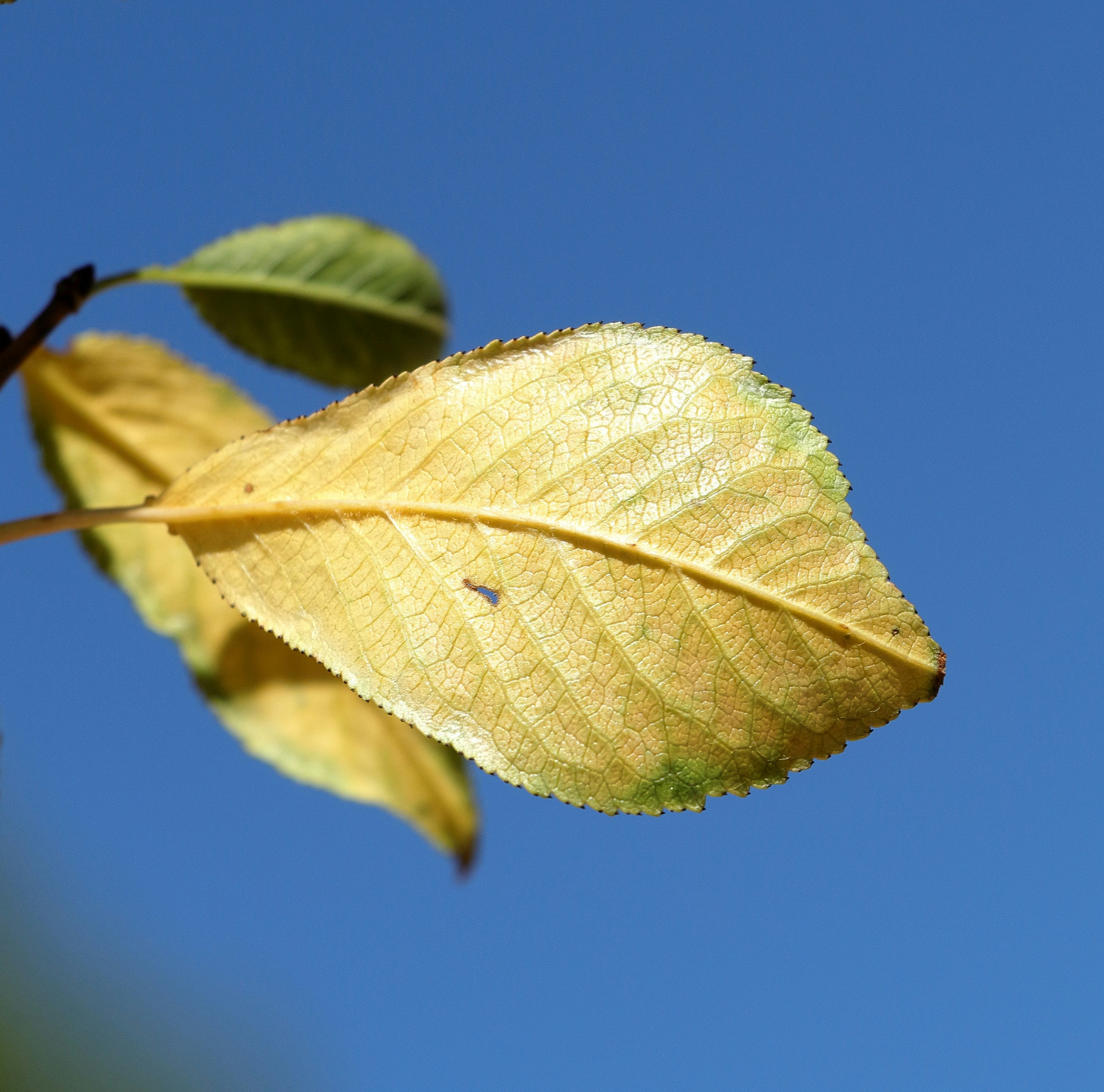 Sunlit Vein: A Single Leaf Against the Blue