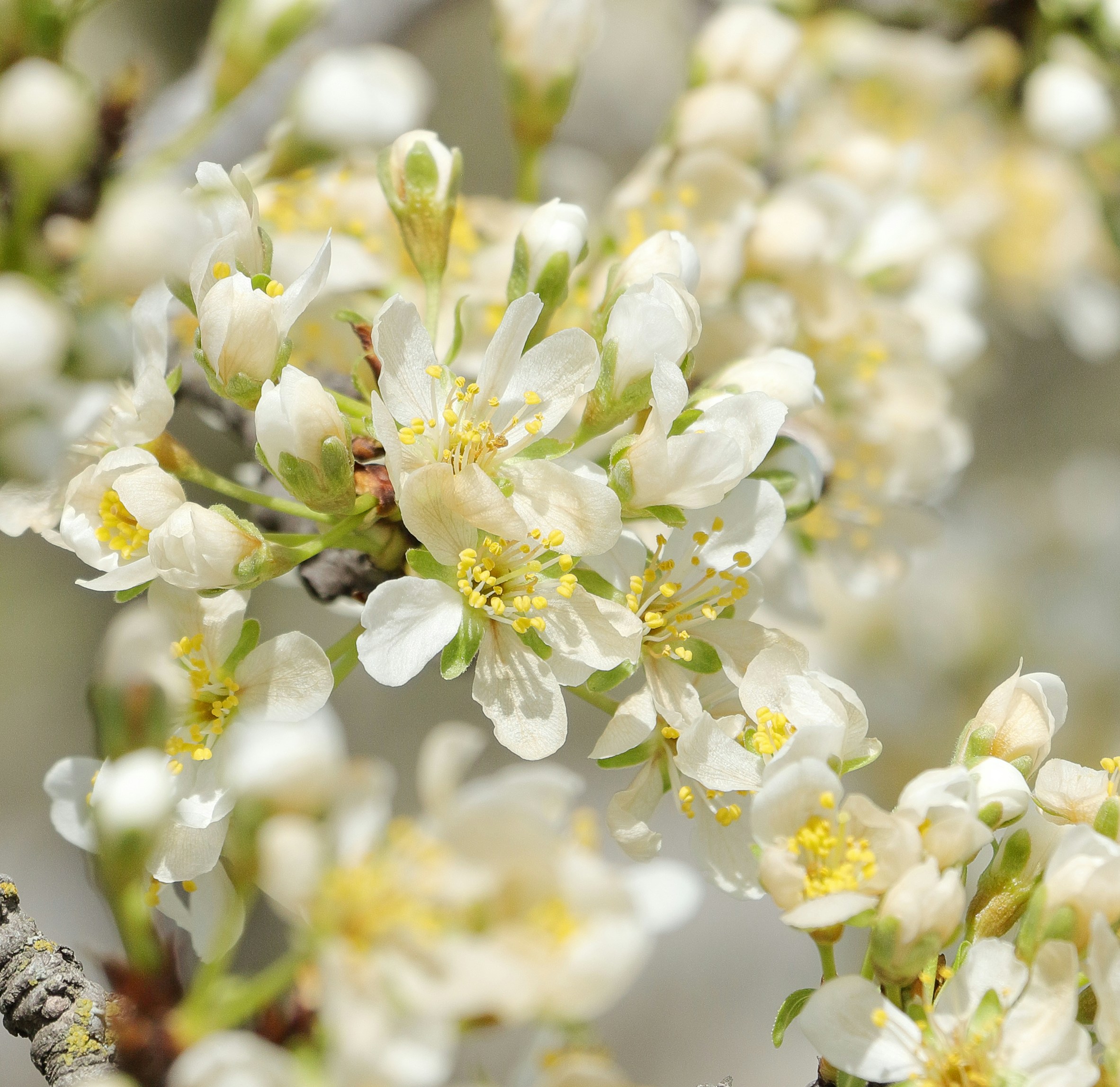 White blossoms in soft spring light on a flowering branch