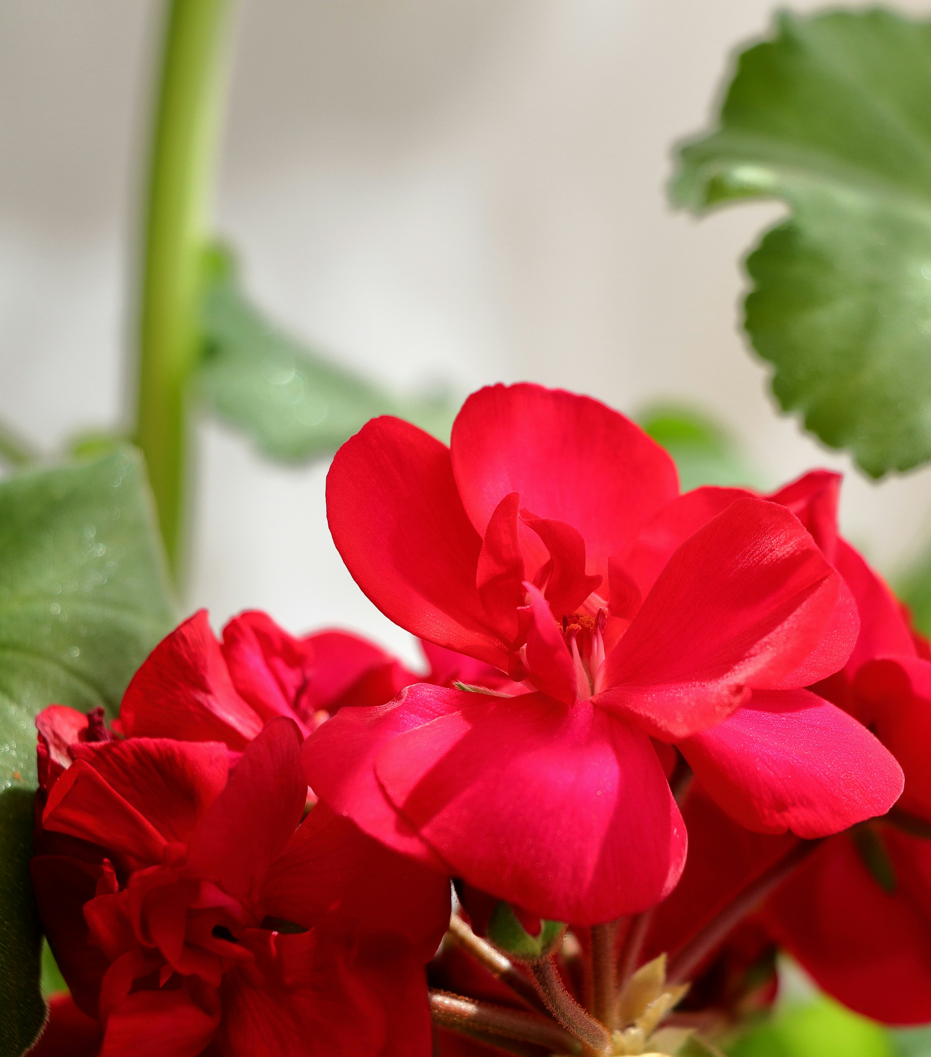 Crimson Bloom: A Close Encounter with Velvet Petals