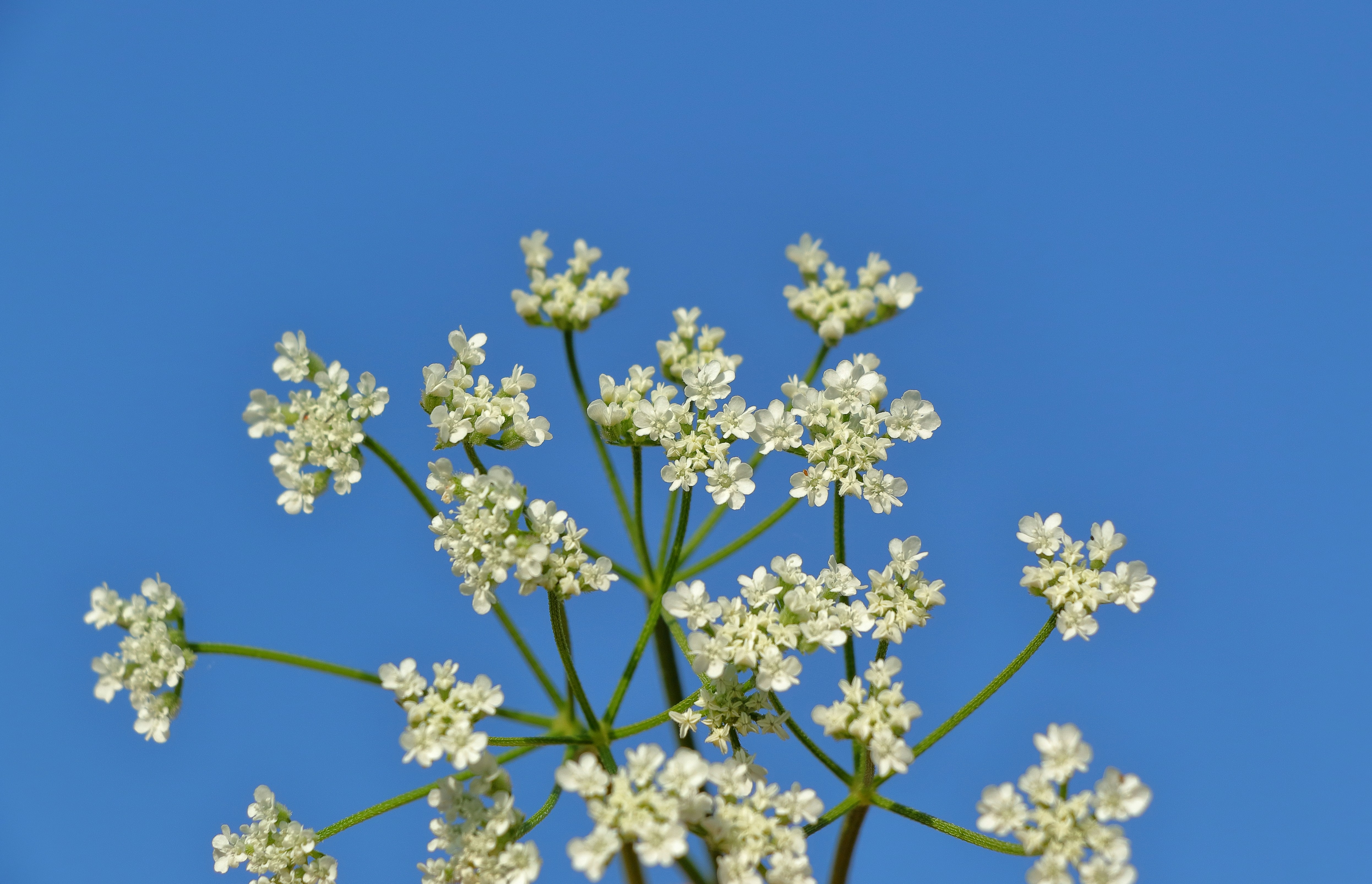 Skyward Bloom: White Umbels Against a Clear Blue
