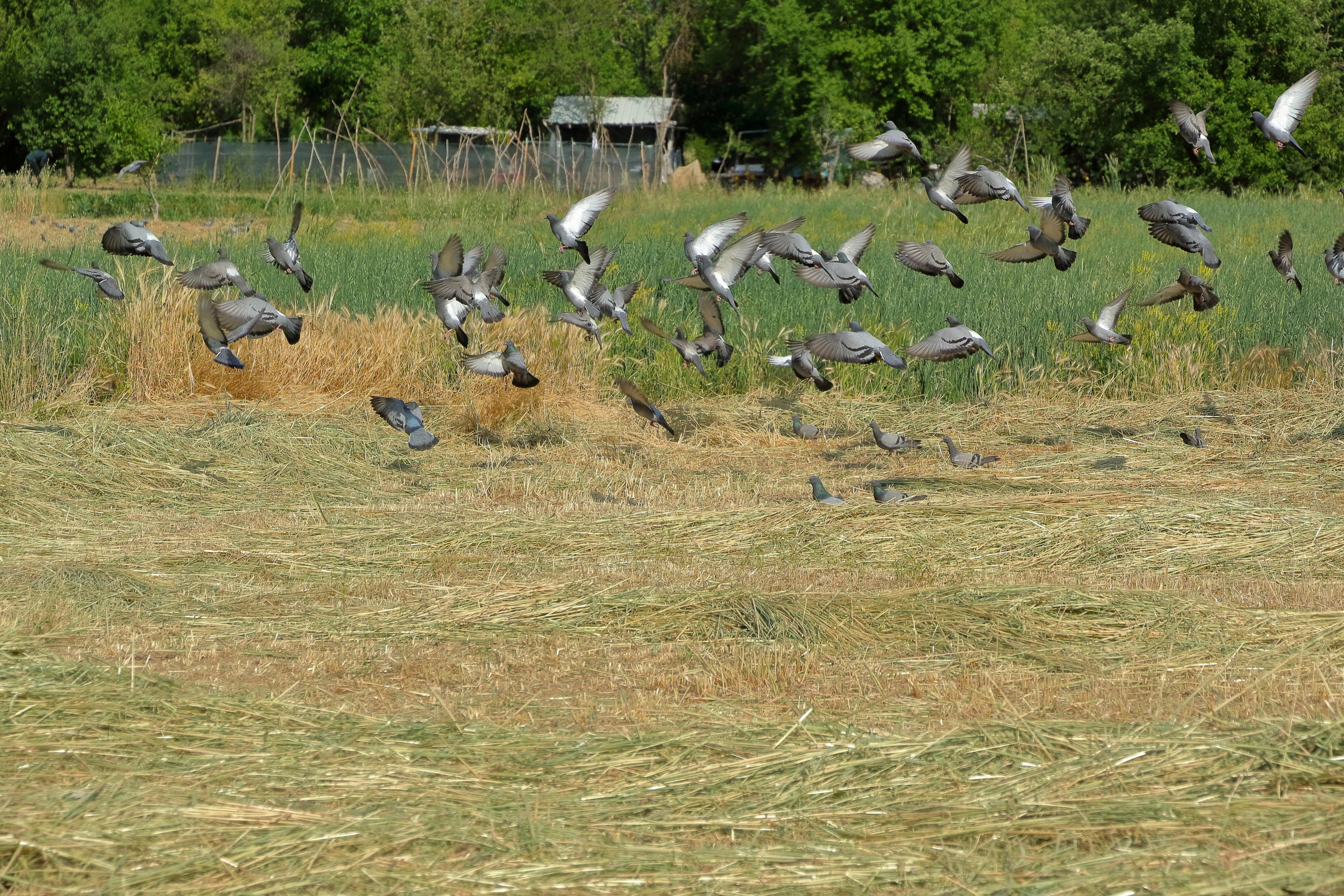 Flight Grounding: Flock Break from Harvest Field