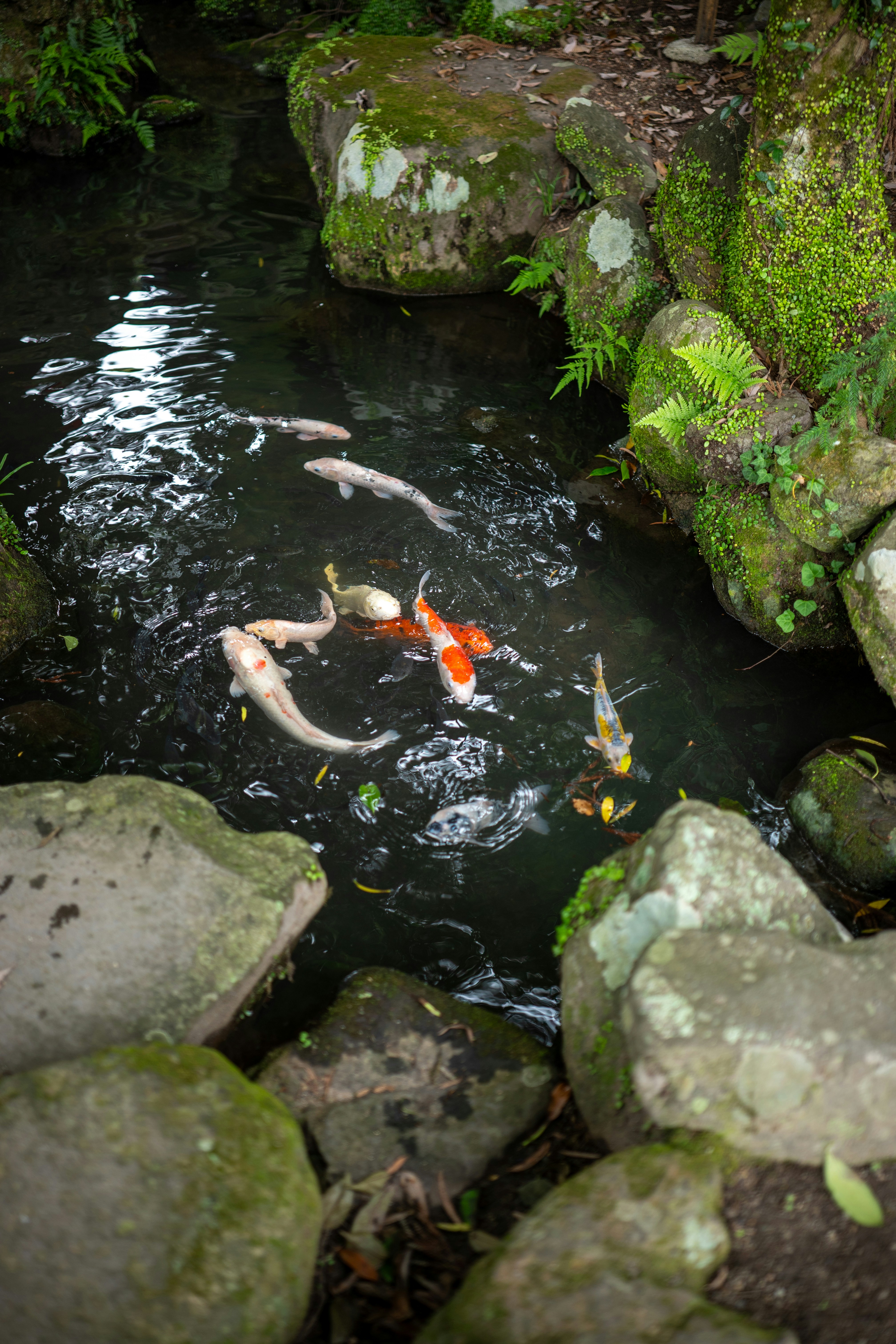 Koi Parade in a Quiet Stone-Edged Pond