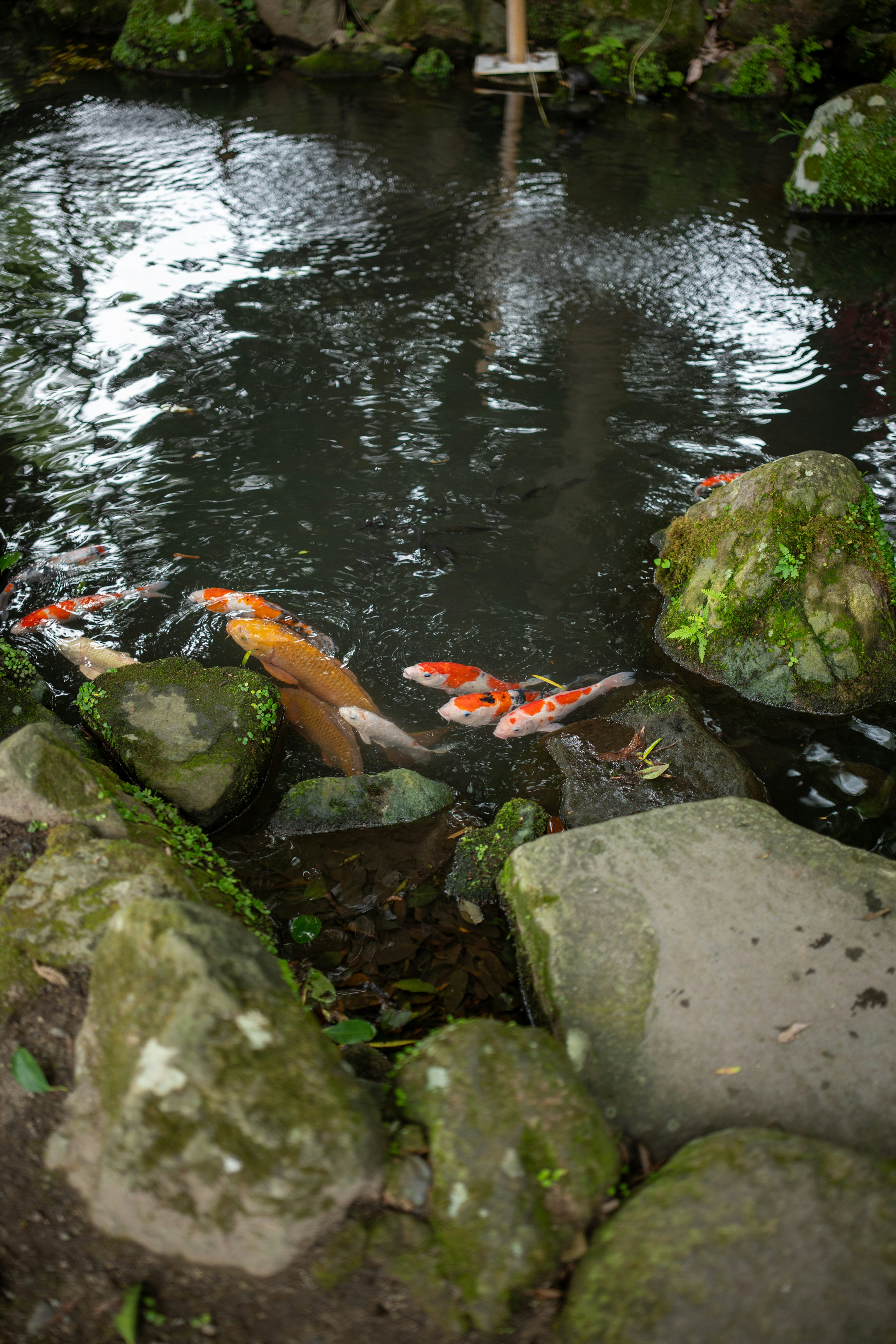 Koi Circle: Colorful Carps Navigate a Stone Riverbed
