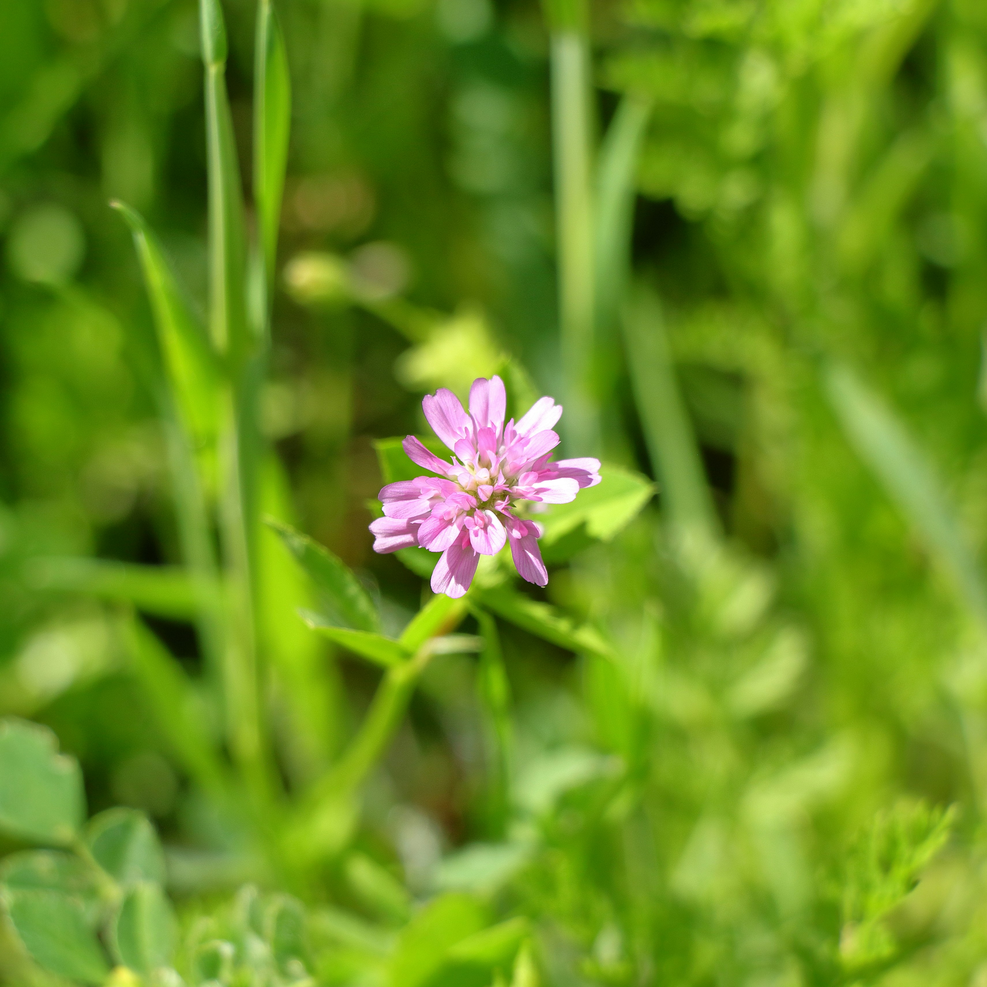 Pink Wildflower Centered in a Sea of Green