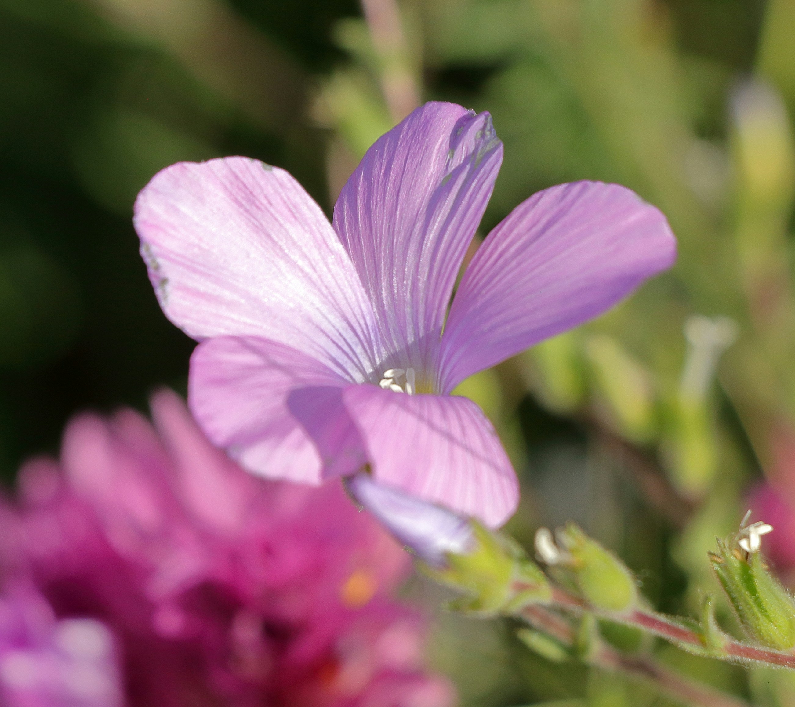 Lavender Bloom: Delicate Petals Against a Soft Garden Blur