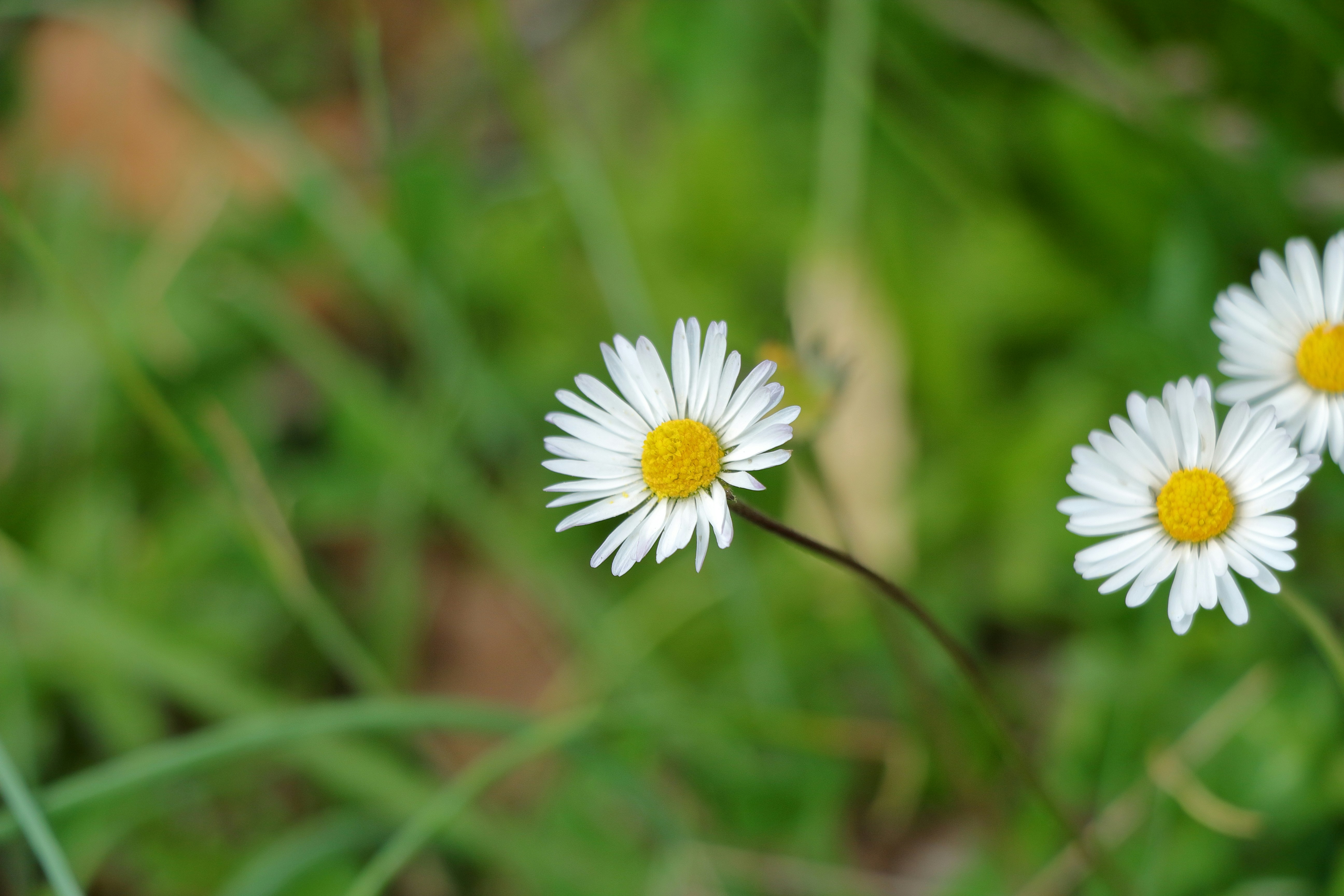Daisy Embrace: A Close-Up of Spring Light on Delicate Petals