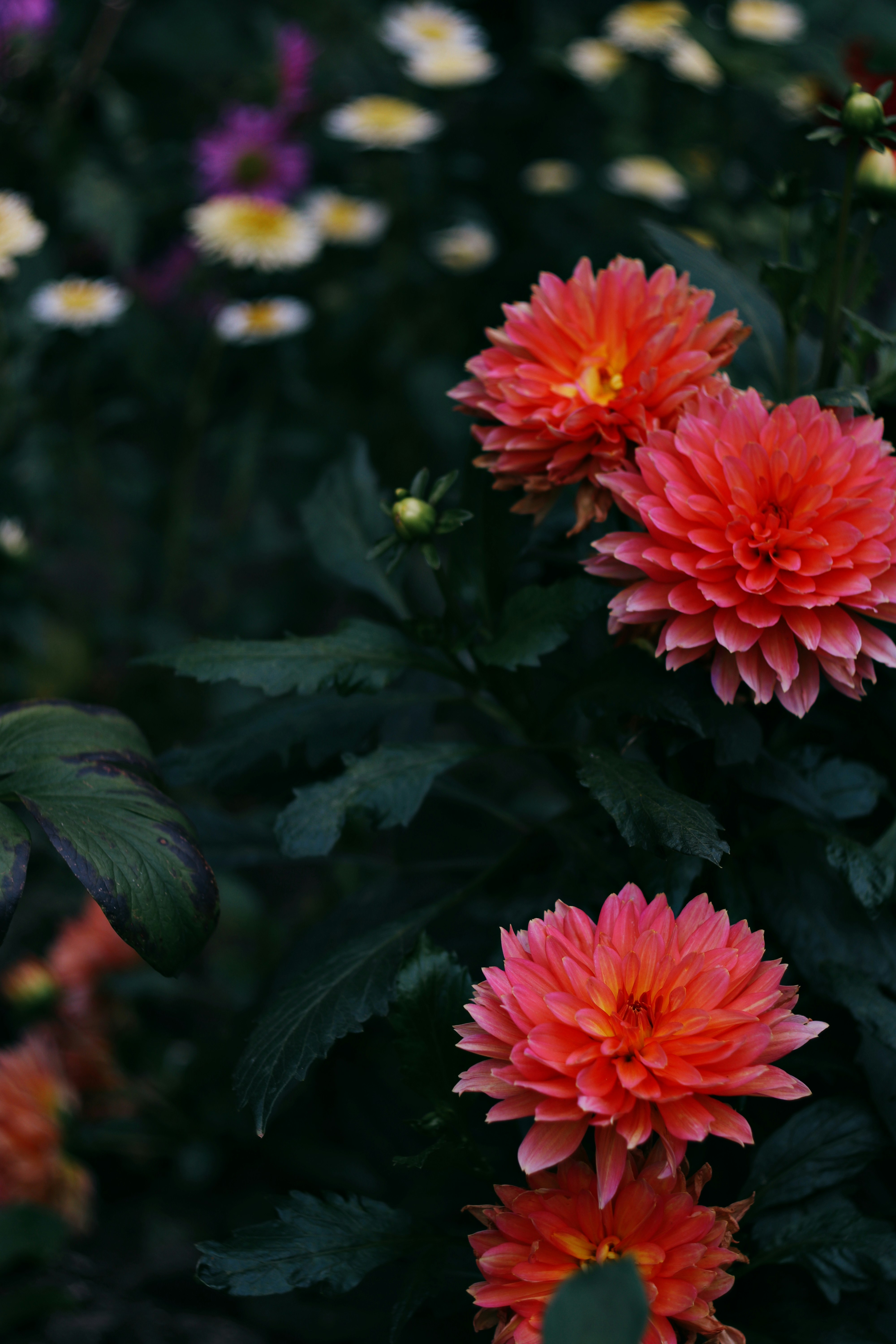 Coral Dahlias in Deep Garden Glow