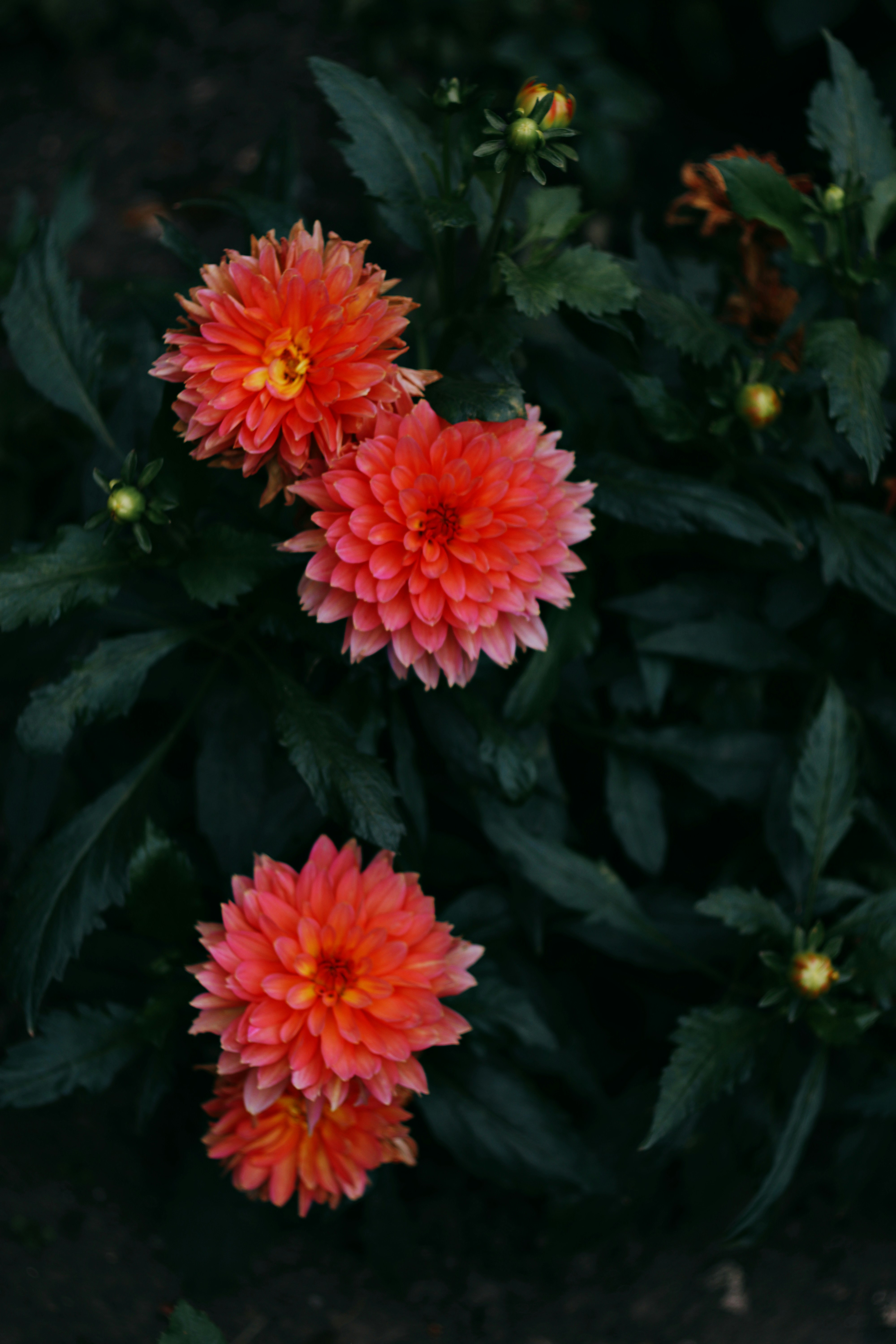 Crimson Orbs in the Dusky Garden