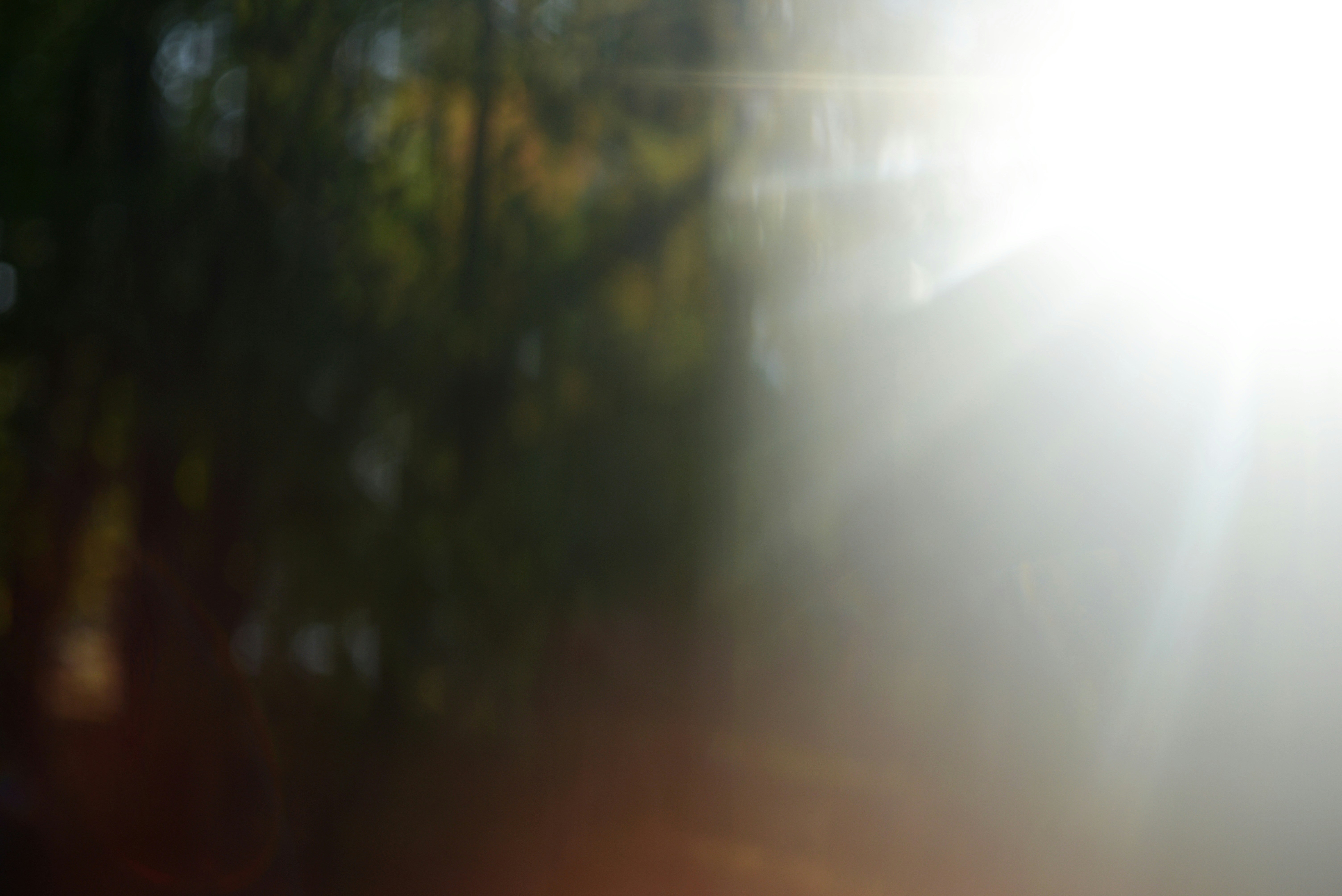 Glare at the Edge: Sunlight Filters Through Hazy Forest