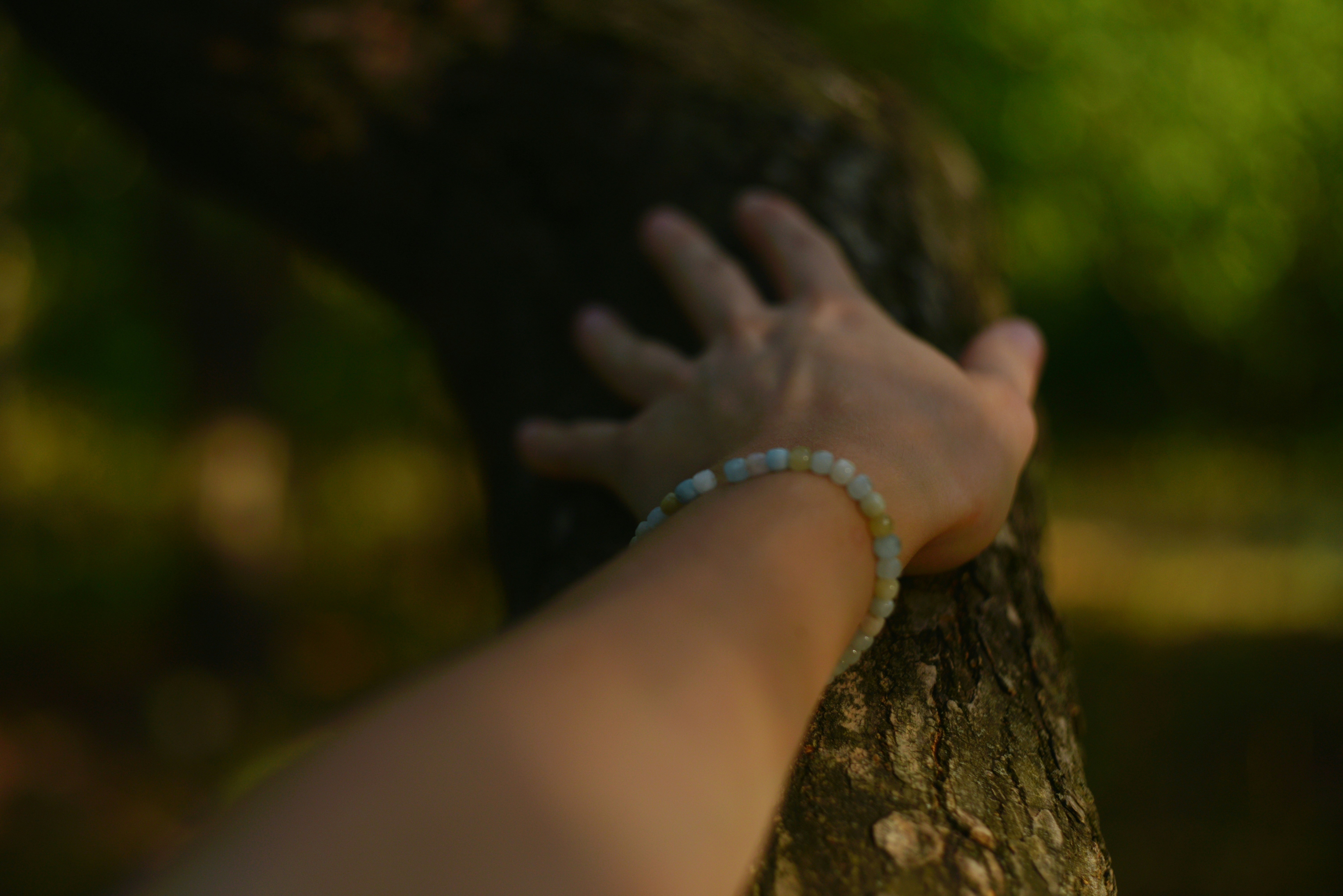 Grasp on Bark: A Bracelet and Tree in Soft Evening Light