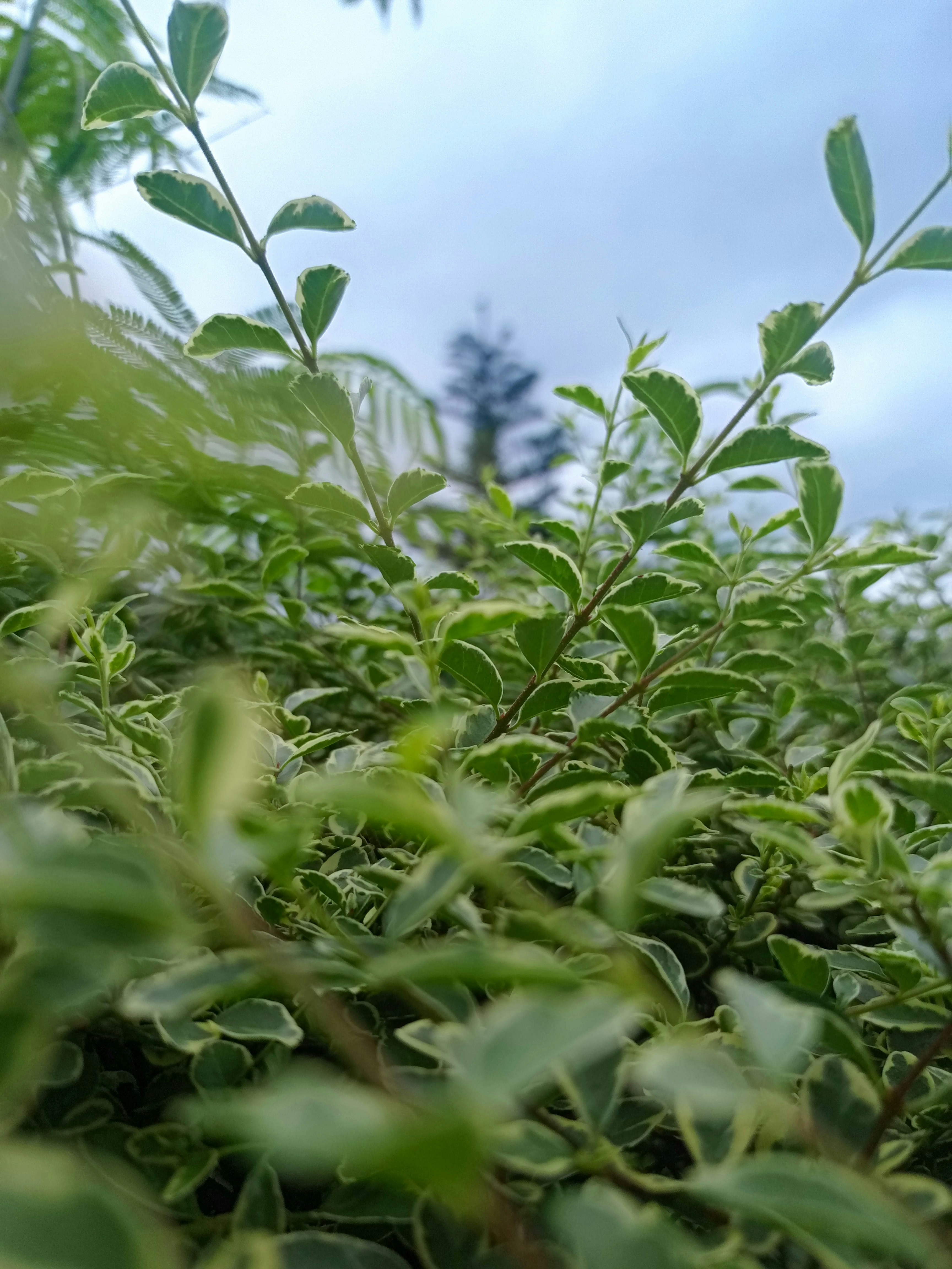 Close-up of dense green foliage with a soft blue sky in the background; the shot emphasizes texture and layering of leaves. This is a natural scene with no logos or illustrations.