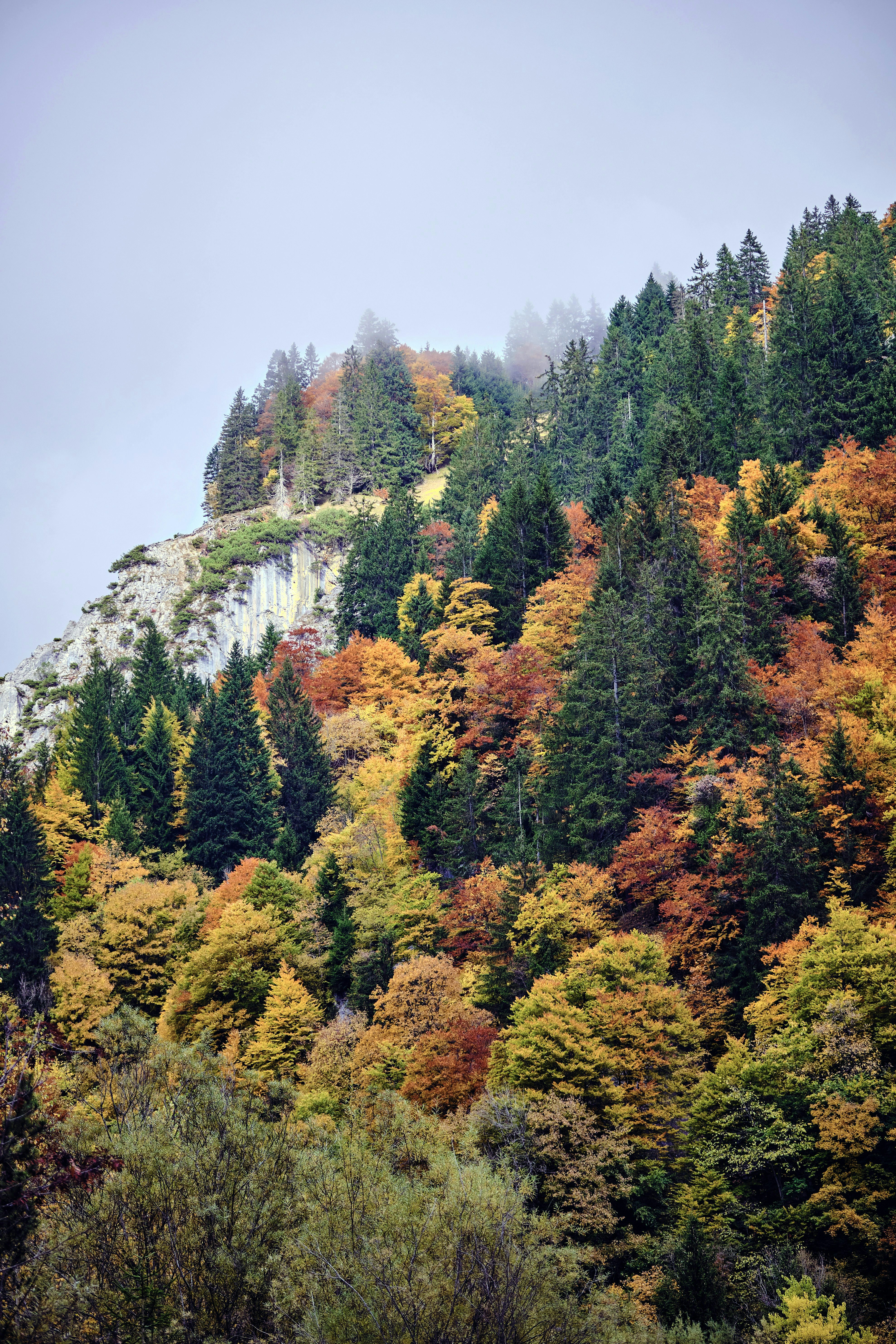 Vibrant fall foliage blankets a rugged mountain slope as fog drifts above treetops, highlighting a tapestry of oranges, yellows, and greens. A serene, natural landscape scene with seasonal color depth.