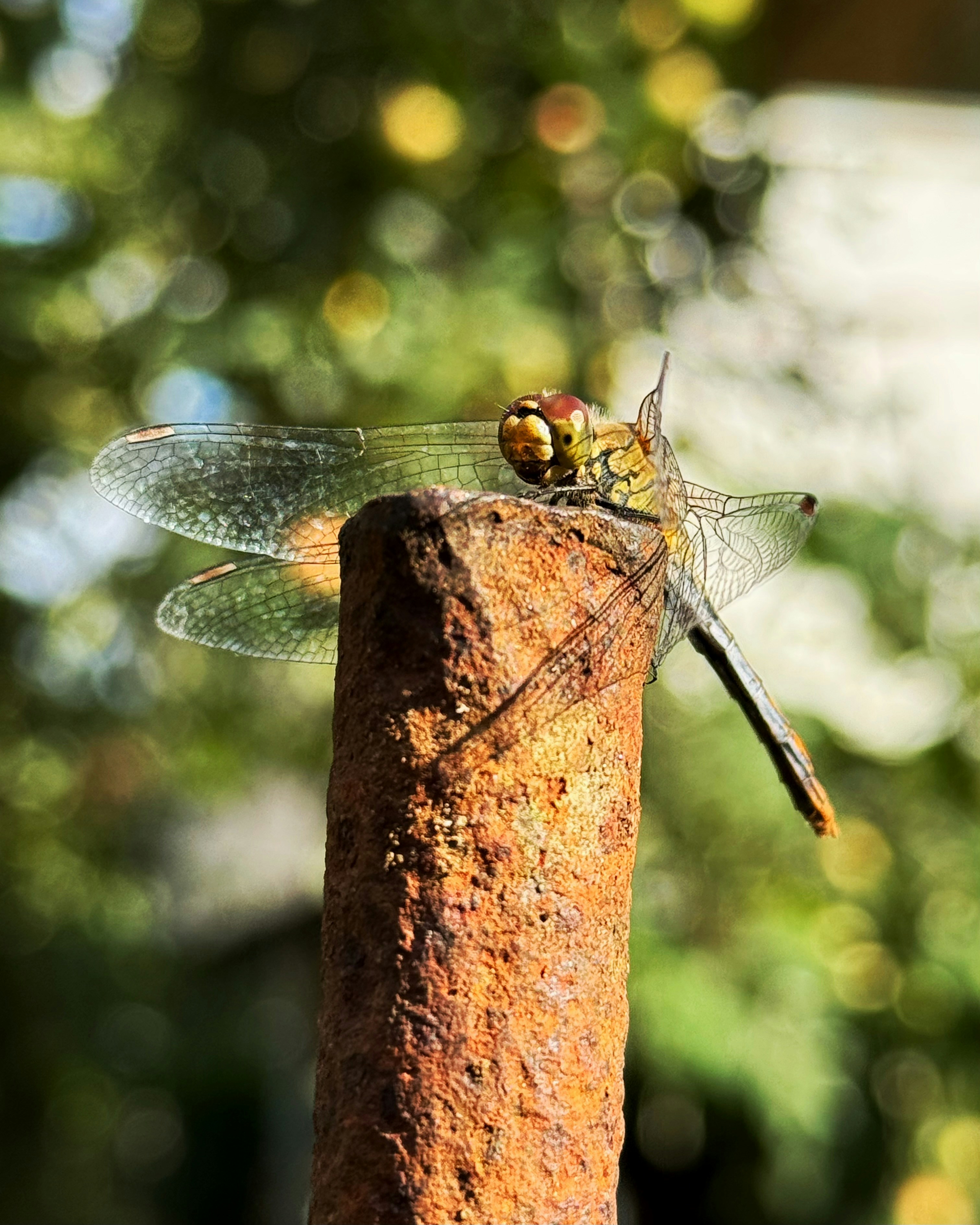 Dragonfly on a Rusty Post: Vernal Light and Veined Wings