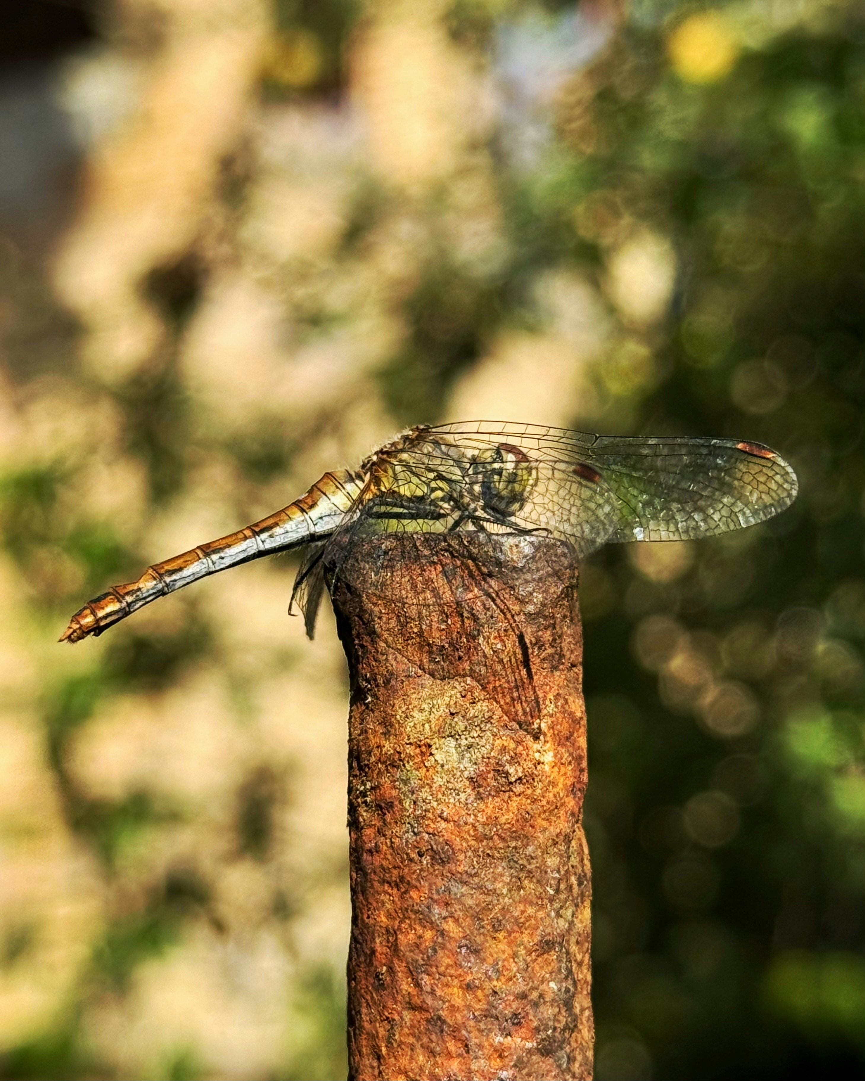 Dragonfly Sentinel on a Rusty Post