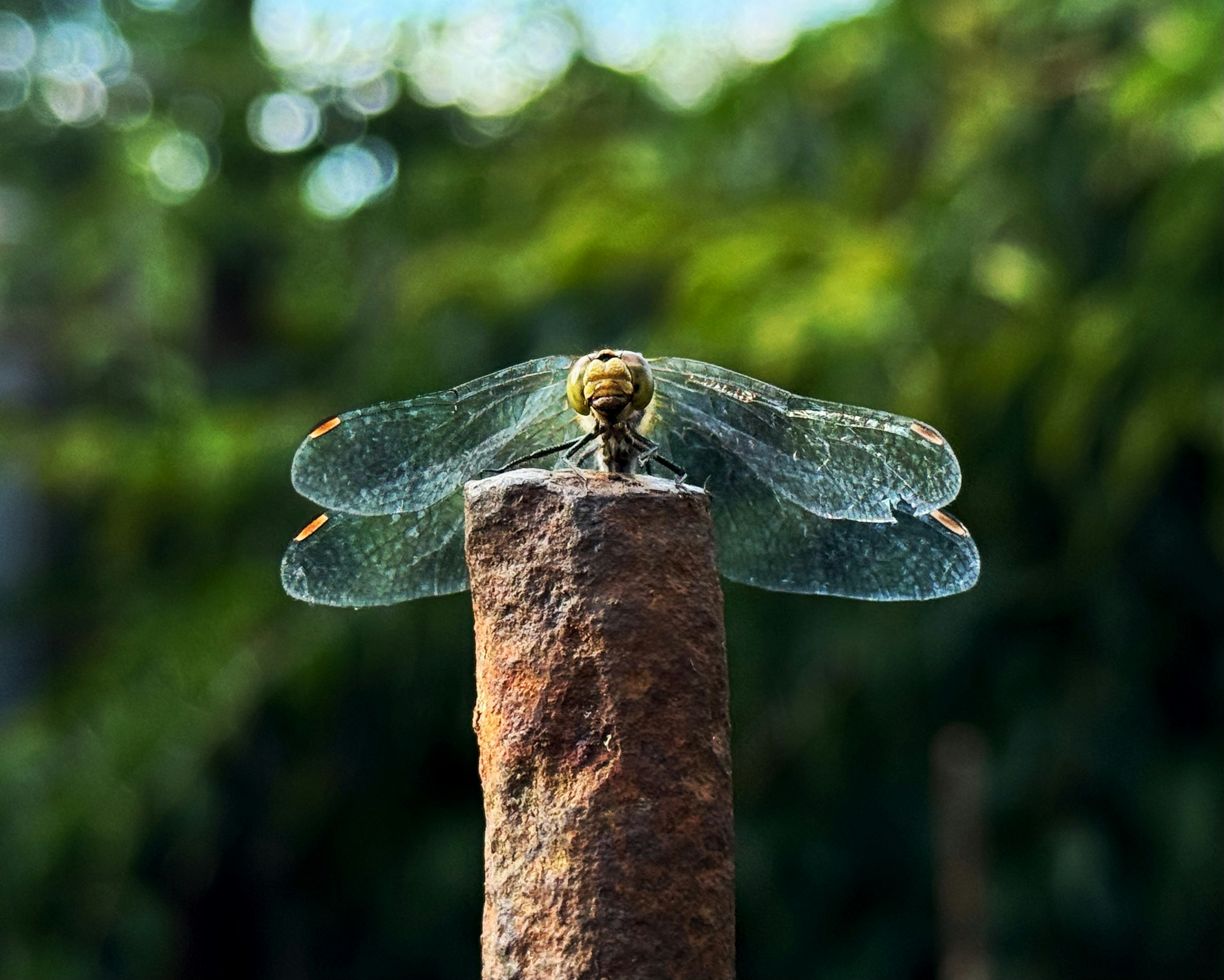 Dragonfly on a Rusted Pillar: Quiet Precision in Nature