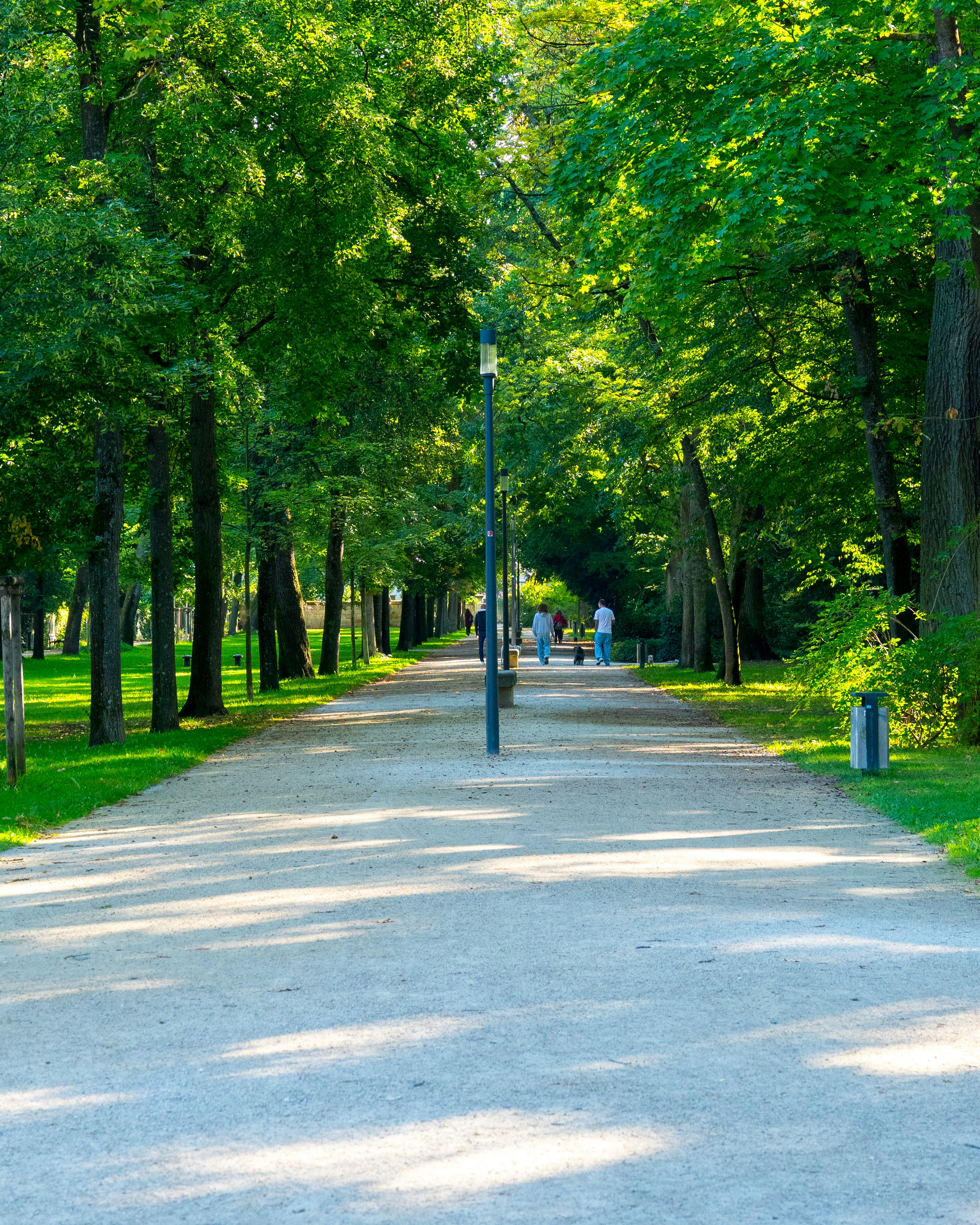 Sunlit Park Avenue: A Quiet Path Through Green Canopy