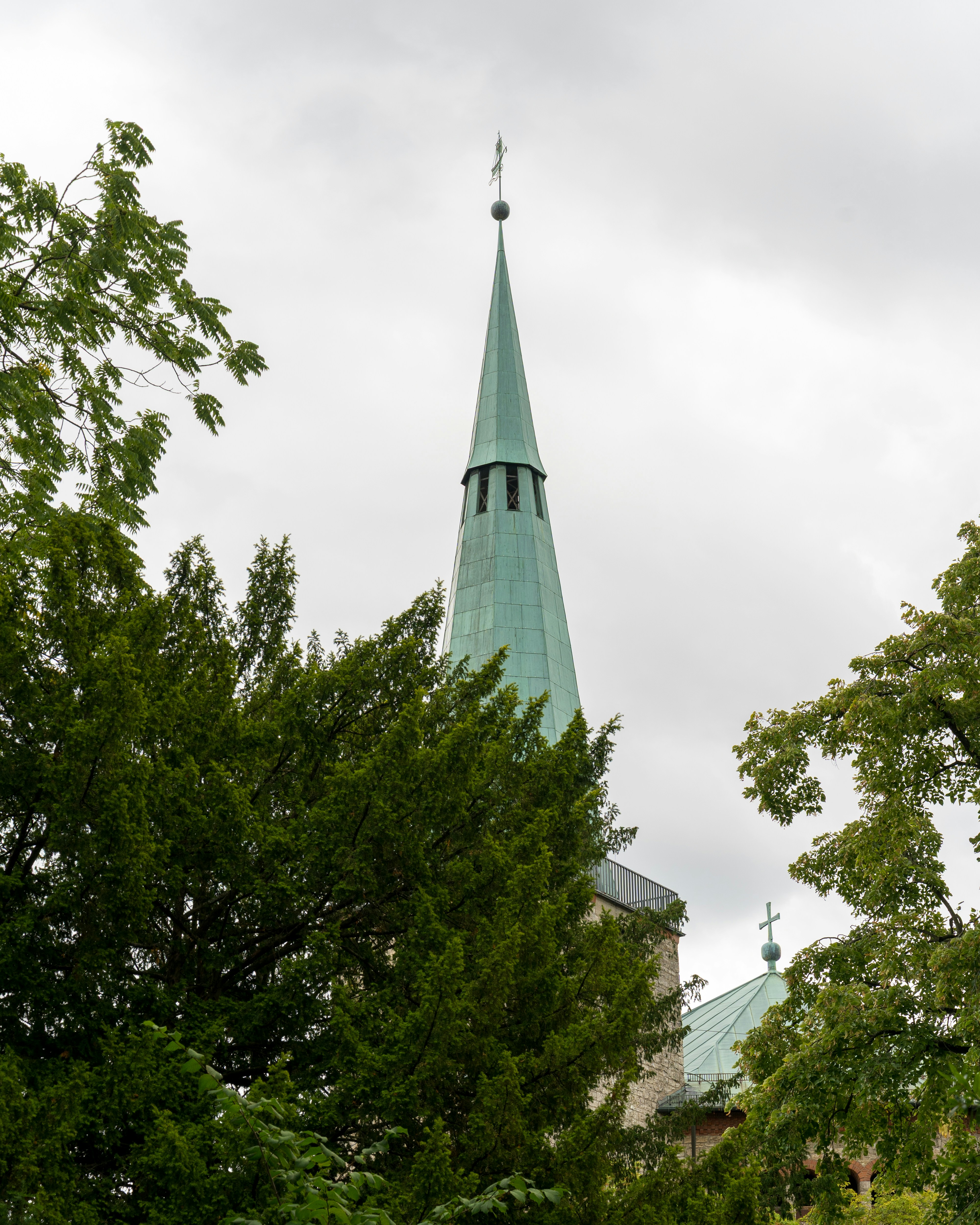 Slim Green Spire Reaching Through Canopy