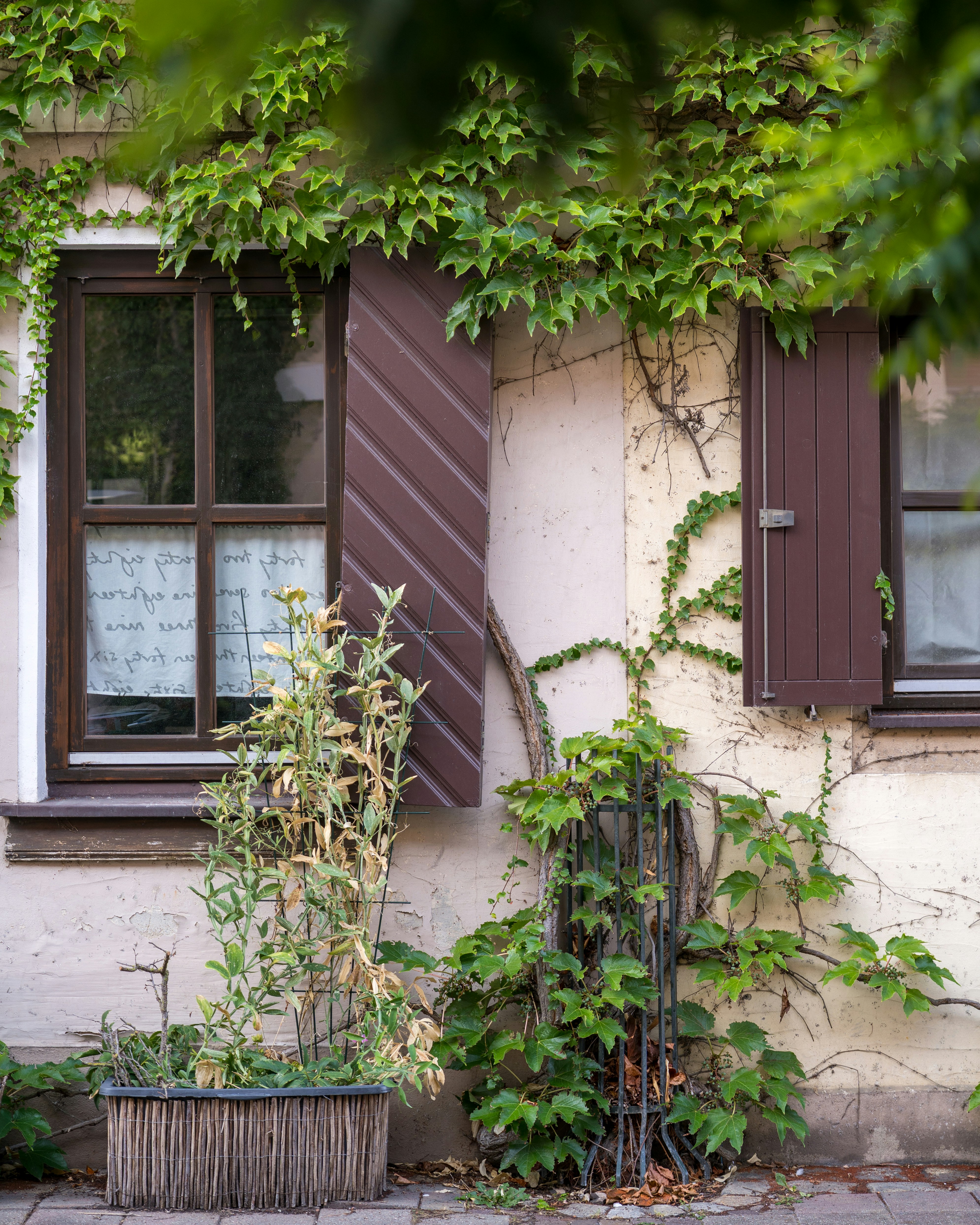 Vines Framing a Quiet Doorway: A Wall of Green and Brown Shutters