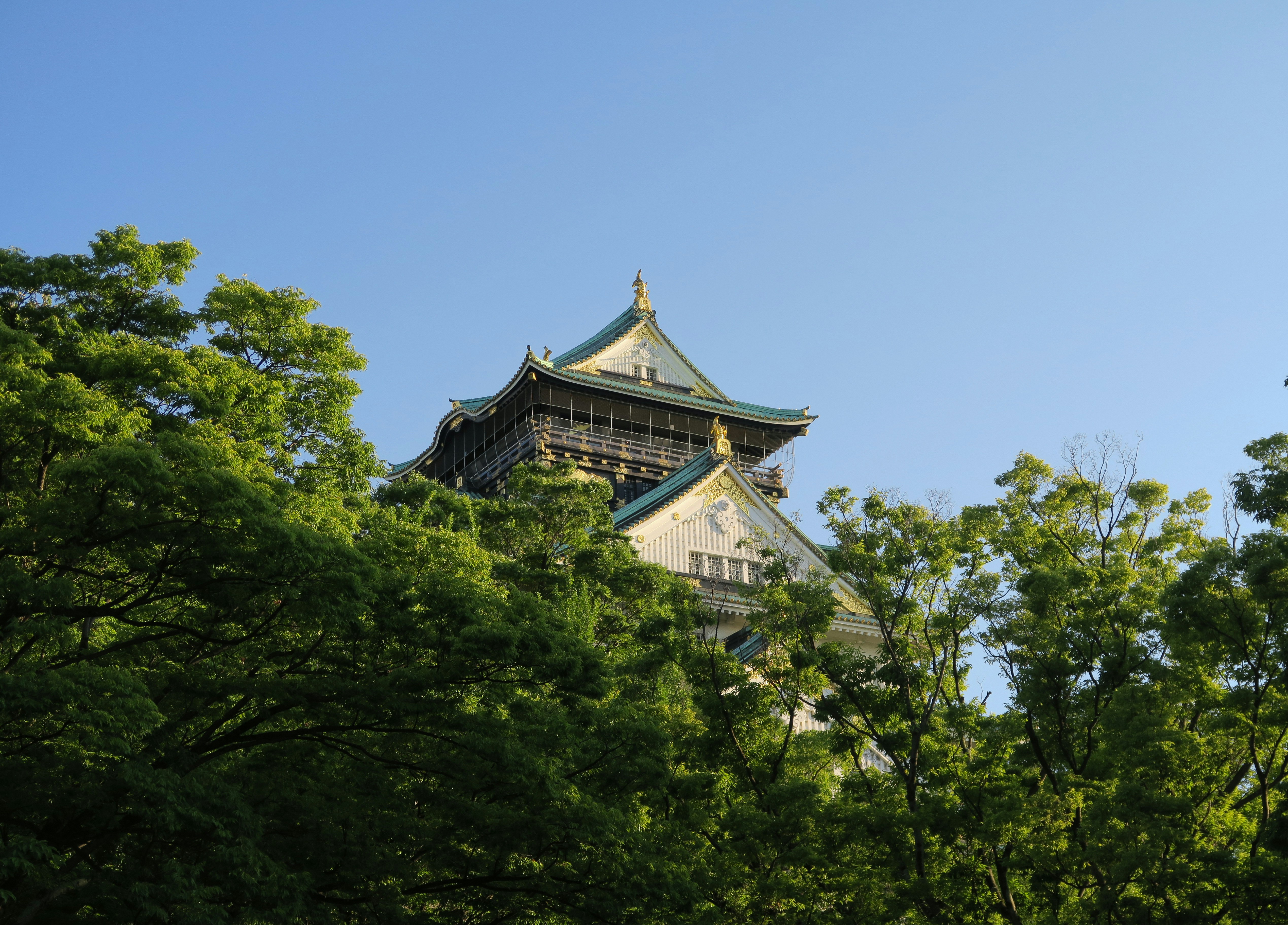 Temple Peak: A Glimpse Above the Canopy