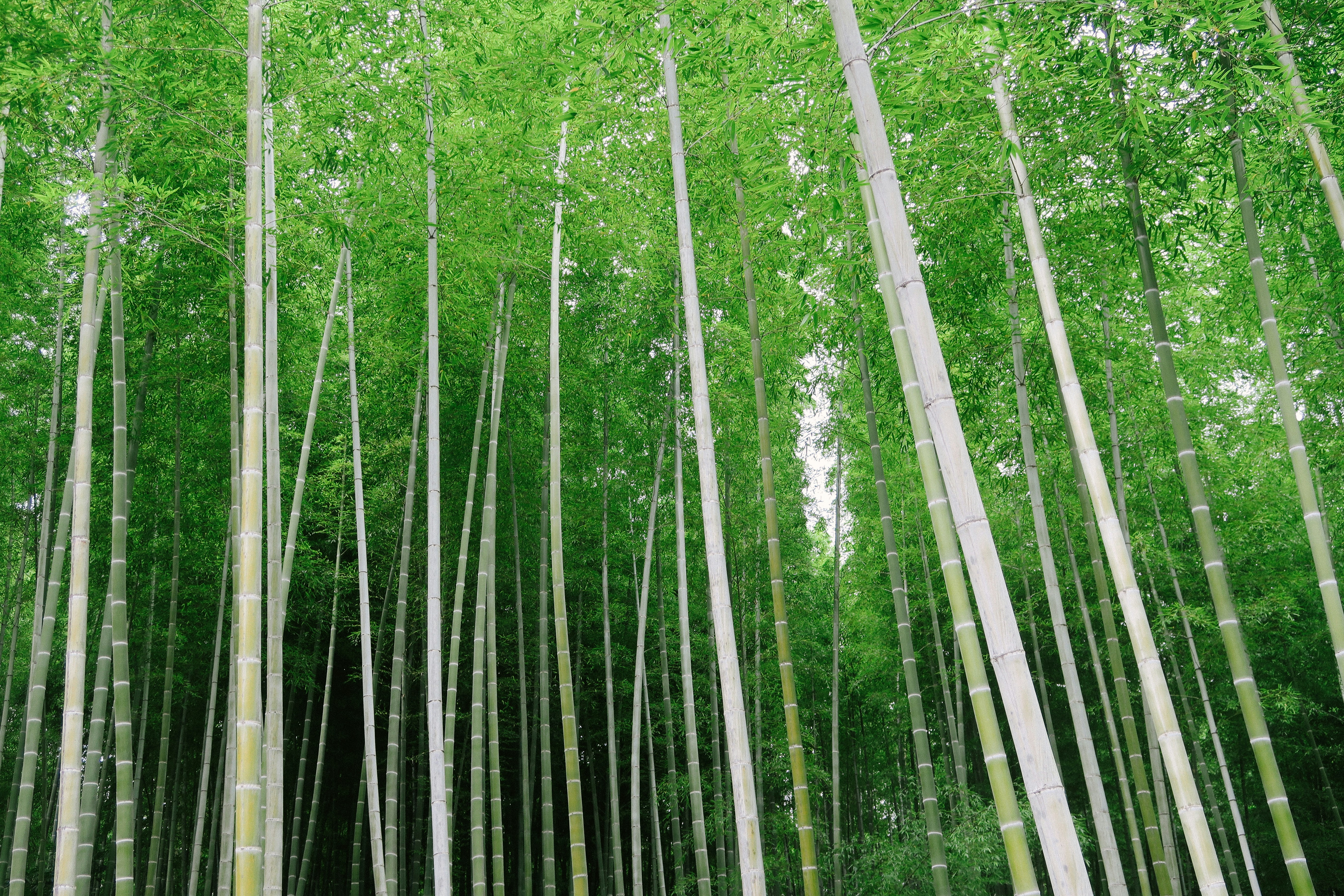 Whispers Between White Trunks: A Bamboo Forest Portrait