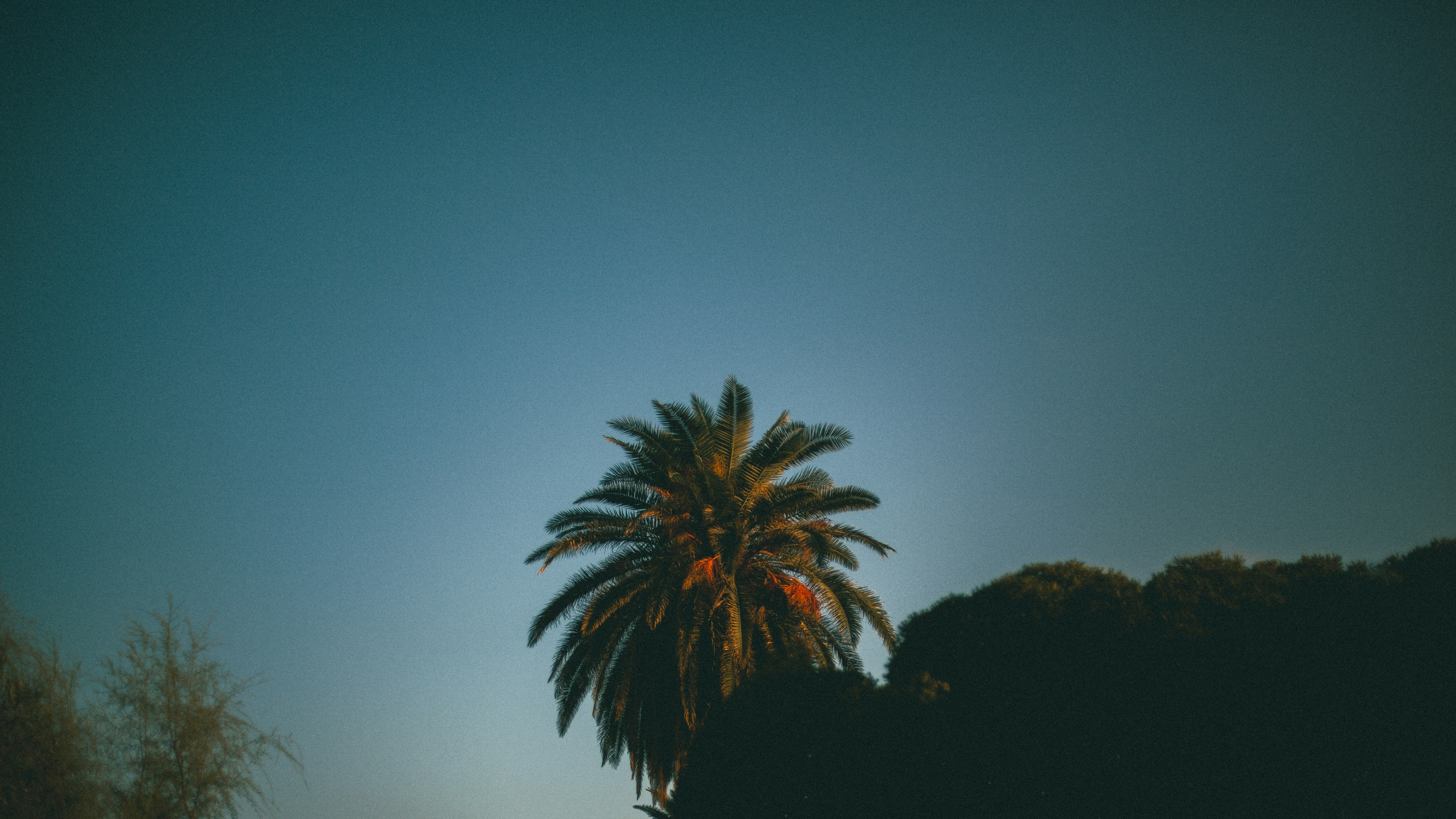 Palm Sentinel Against a Quiet Sky
