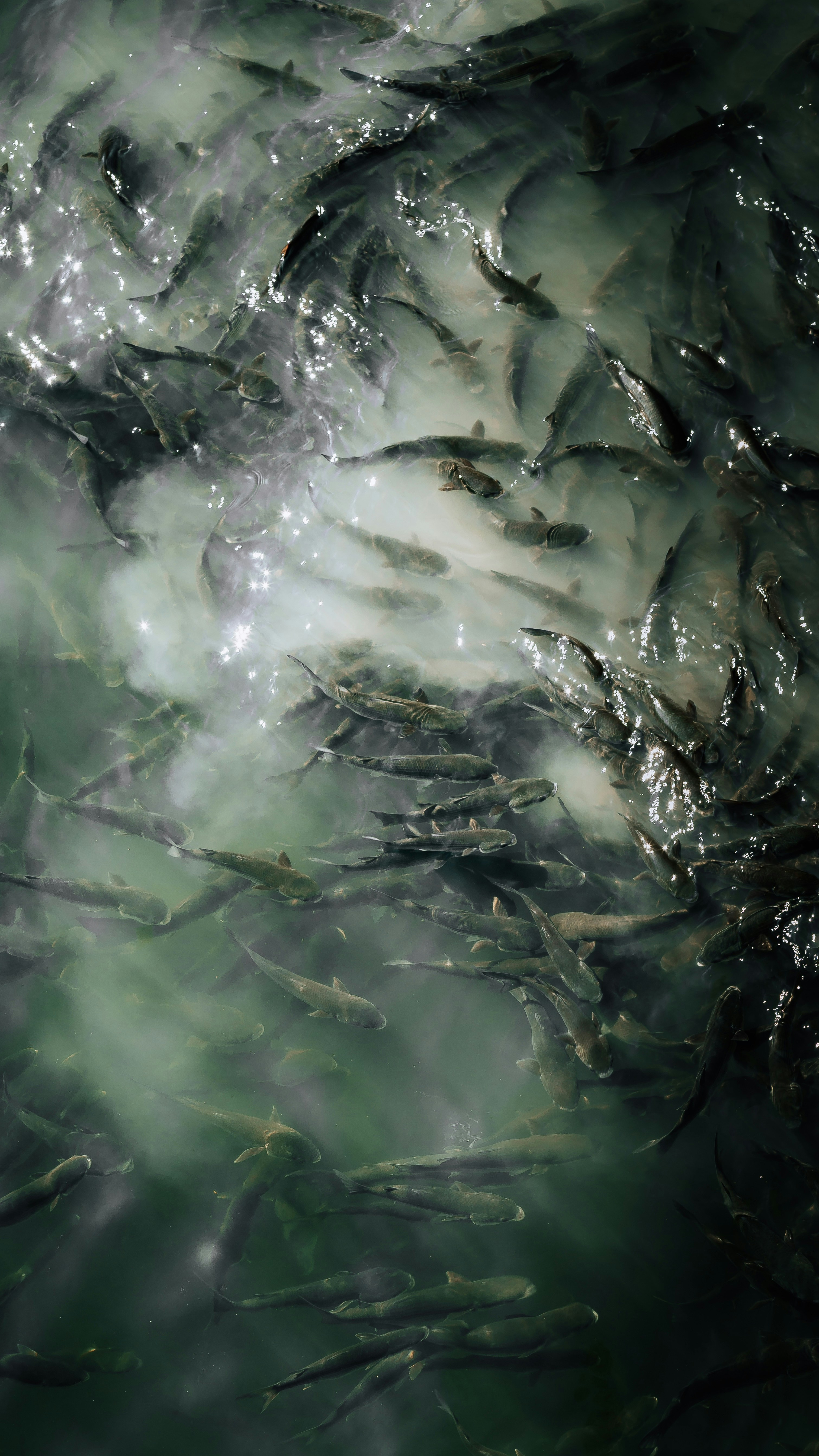 School of Dark Green River Fish Circling in Sunlit Currents