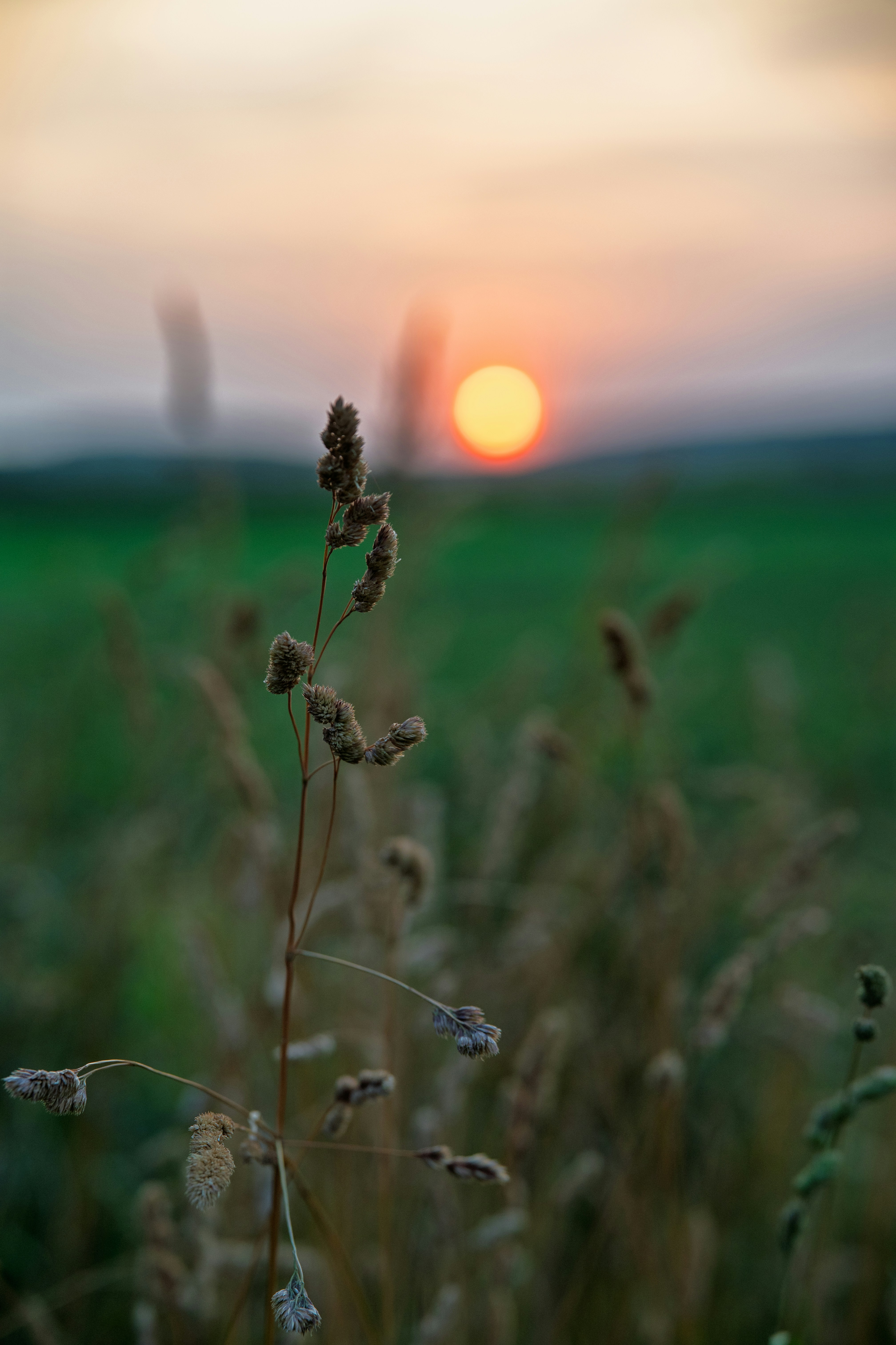 Evening Bloom: A Sunlit Reed Stands Against a Distant Sunset