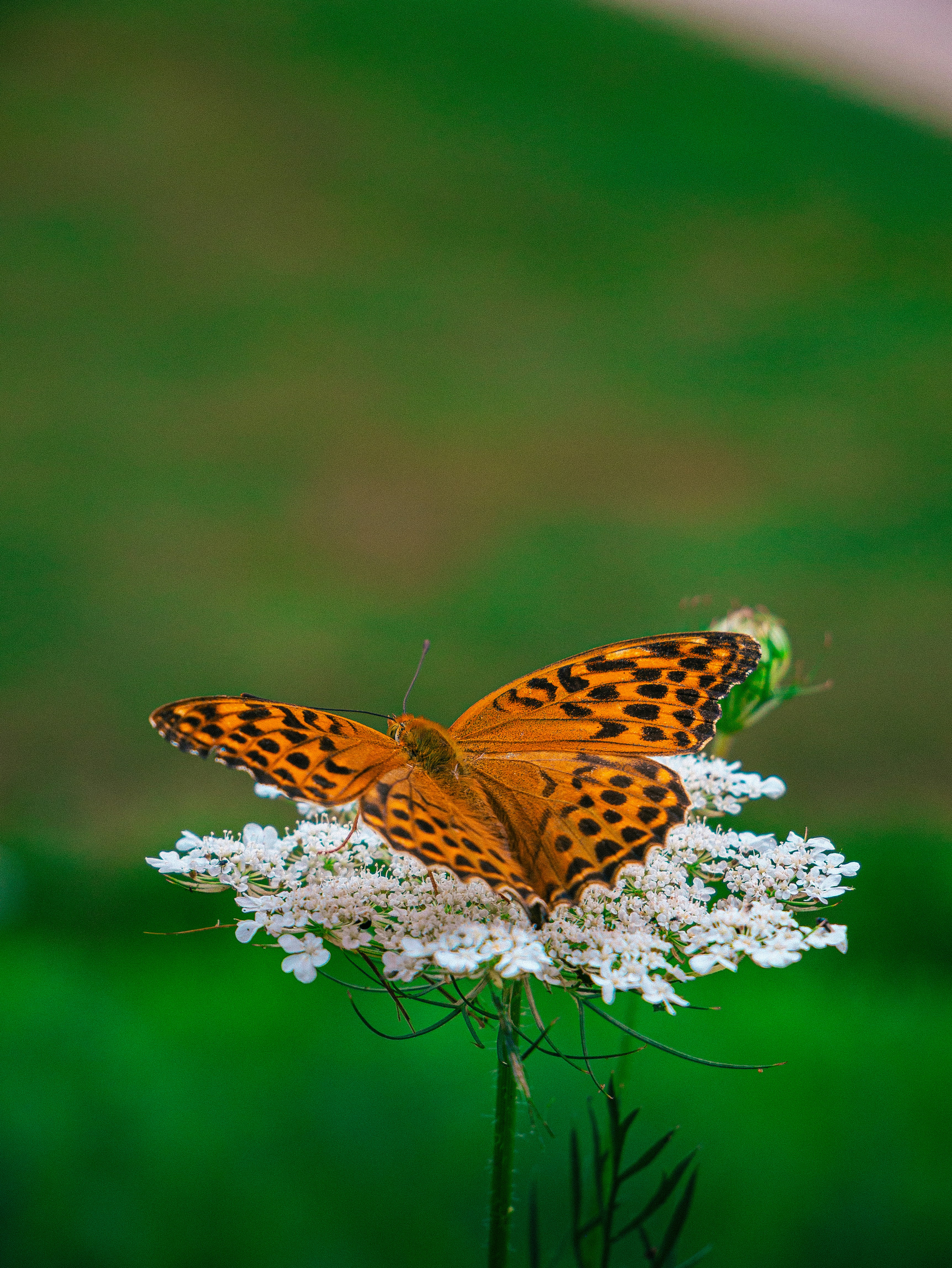 Bright orange butterfly resting on white flower cluster with a soft green background, close-up macro-style composition.