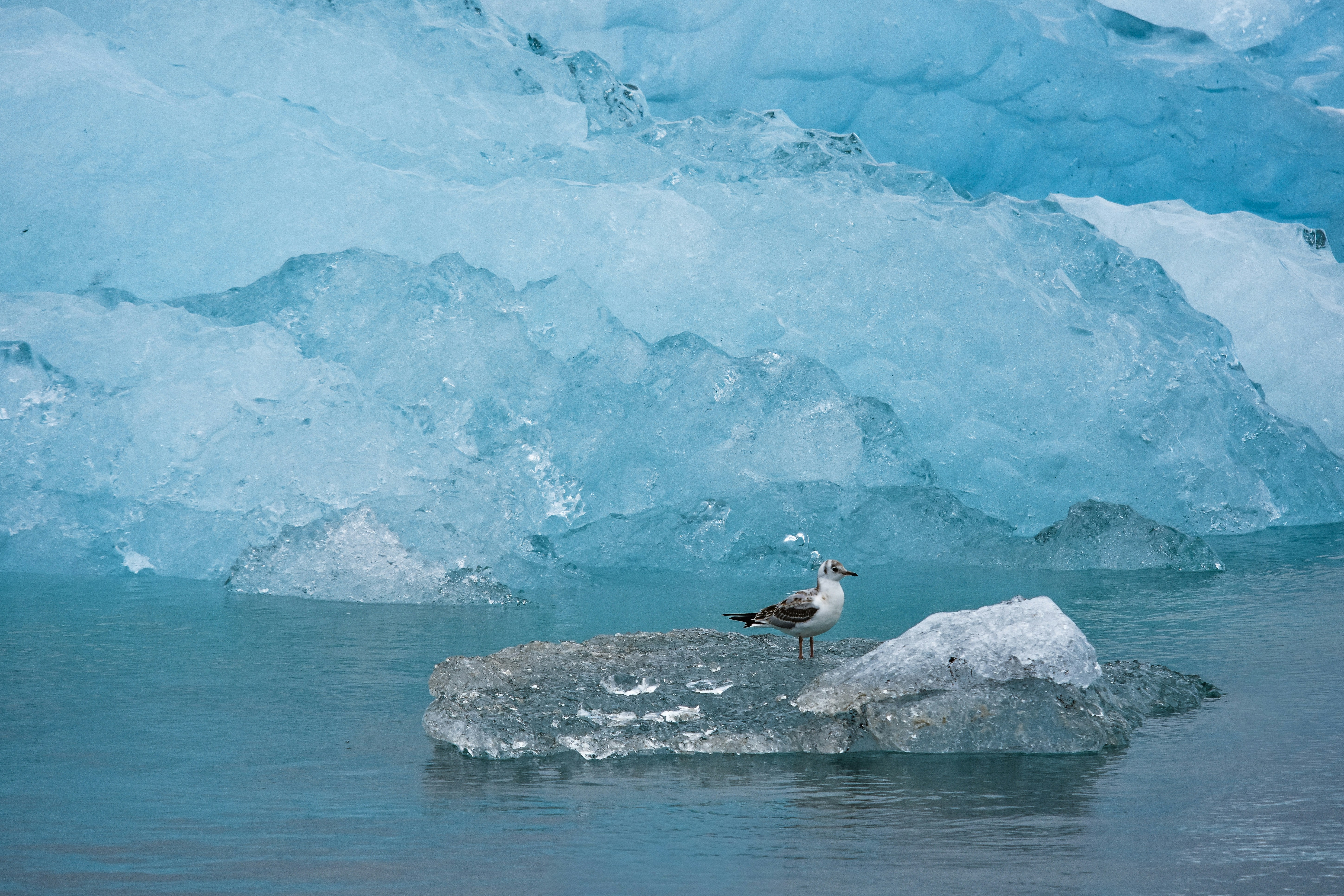 A solitary shorebird stands on a small rock amid calm glacial waters with a rugged blue-ice backdrop.