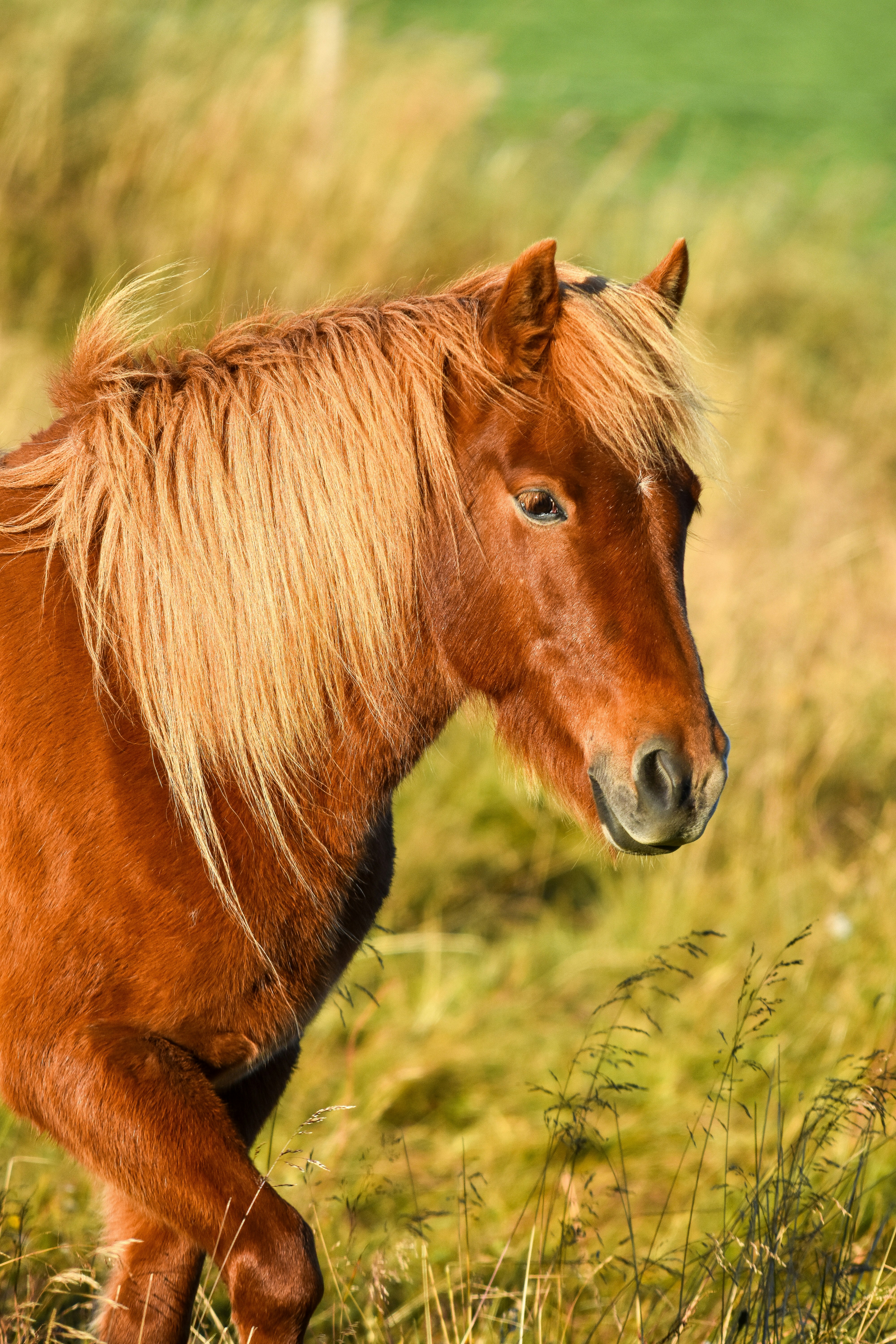 Golden Mane in Autumn Light