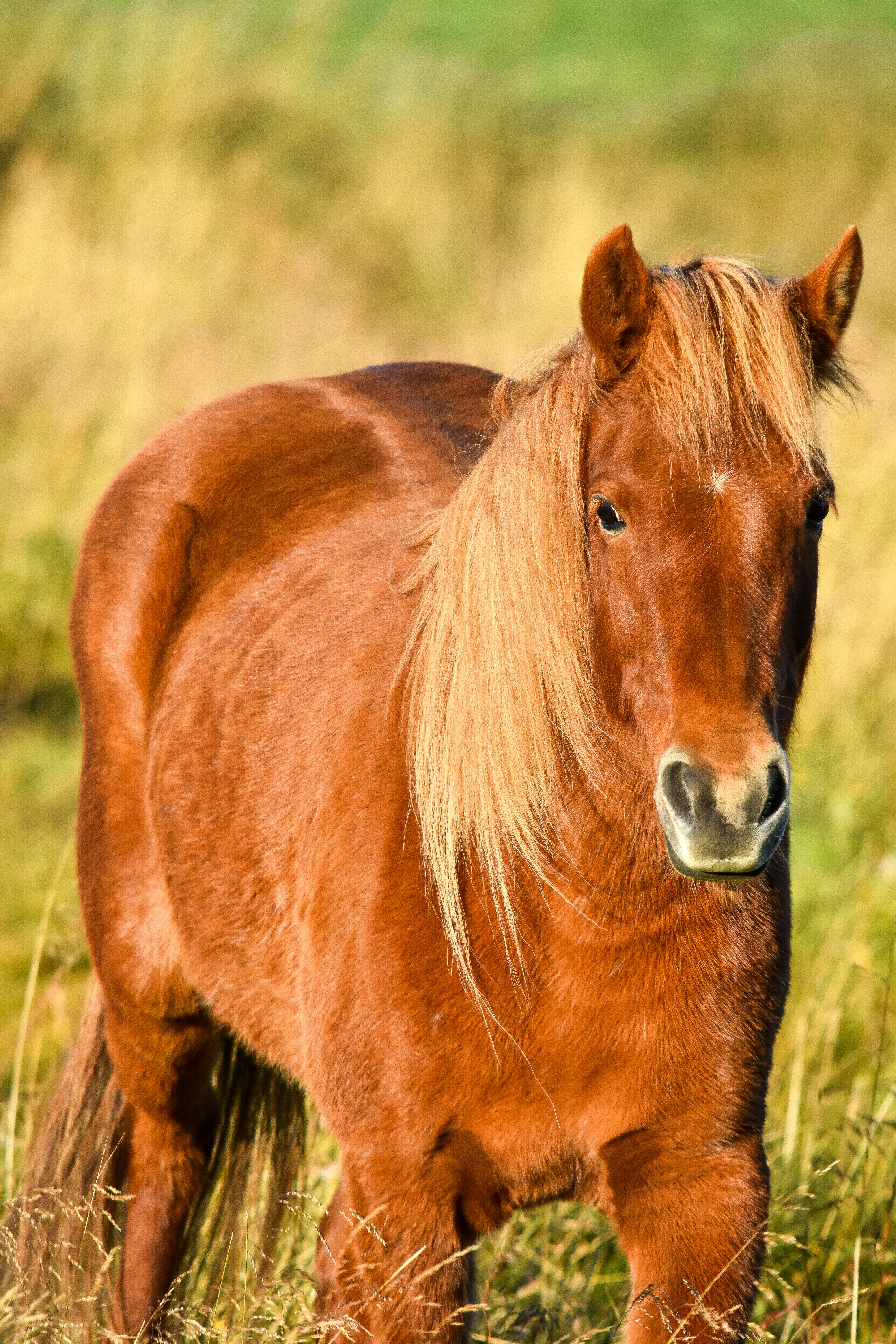 Chestnut Horse in Sunlit Meadow, Mane Silhouetted by Golden Grass