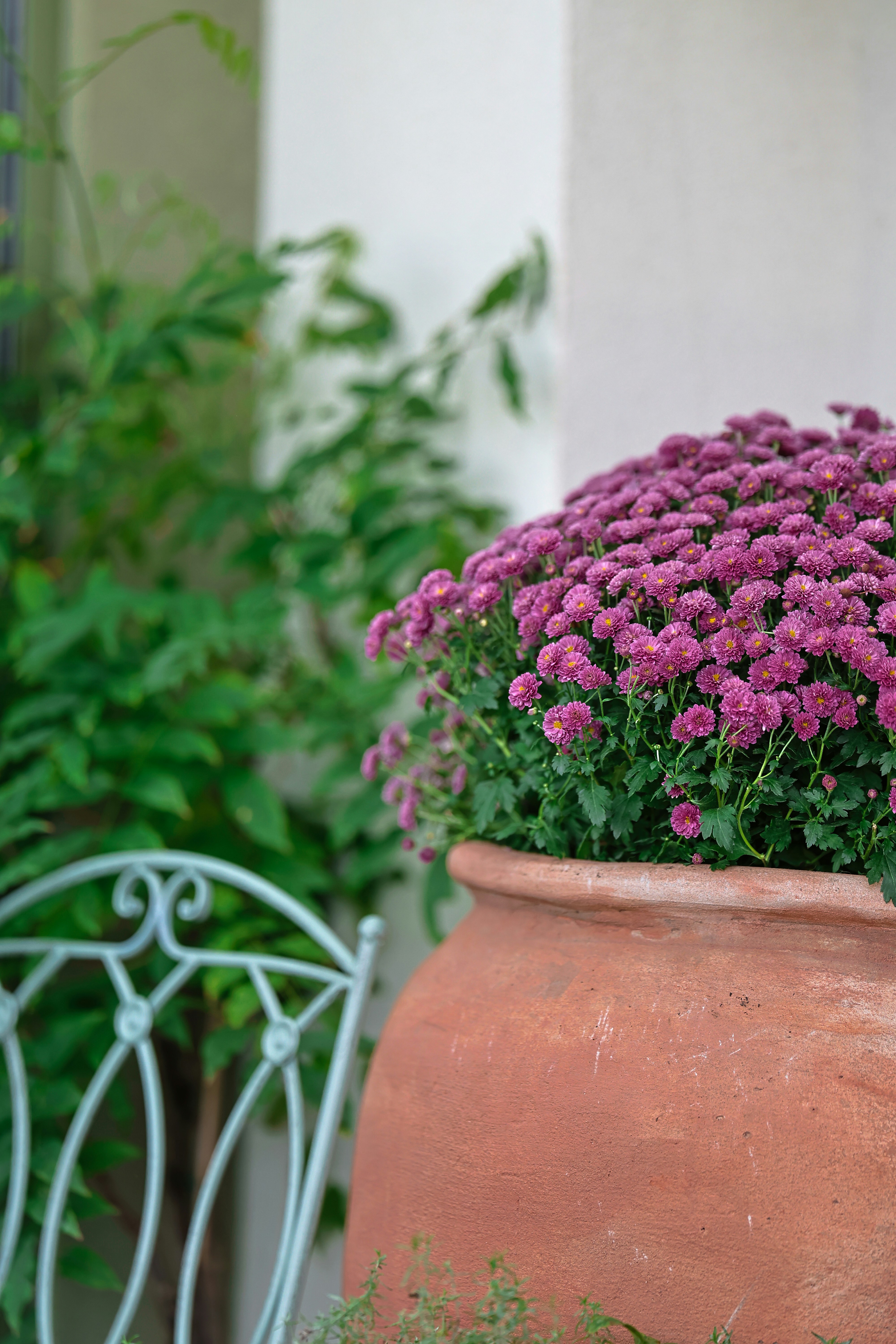 Terracotta Pot Blooms: A Cluster of Purple Chrysanthemums Cascading from Earthen Vessel
