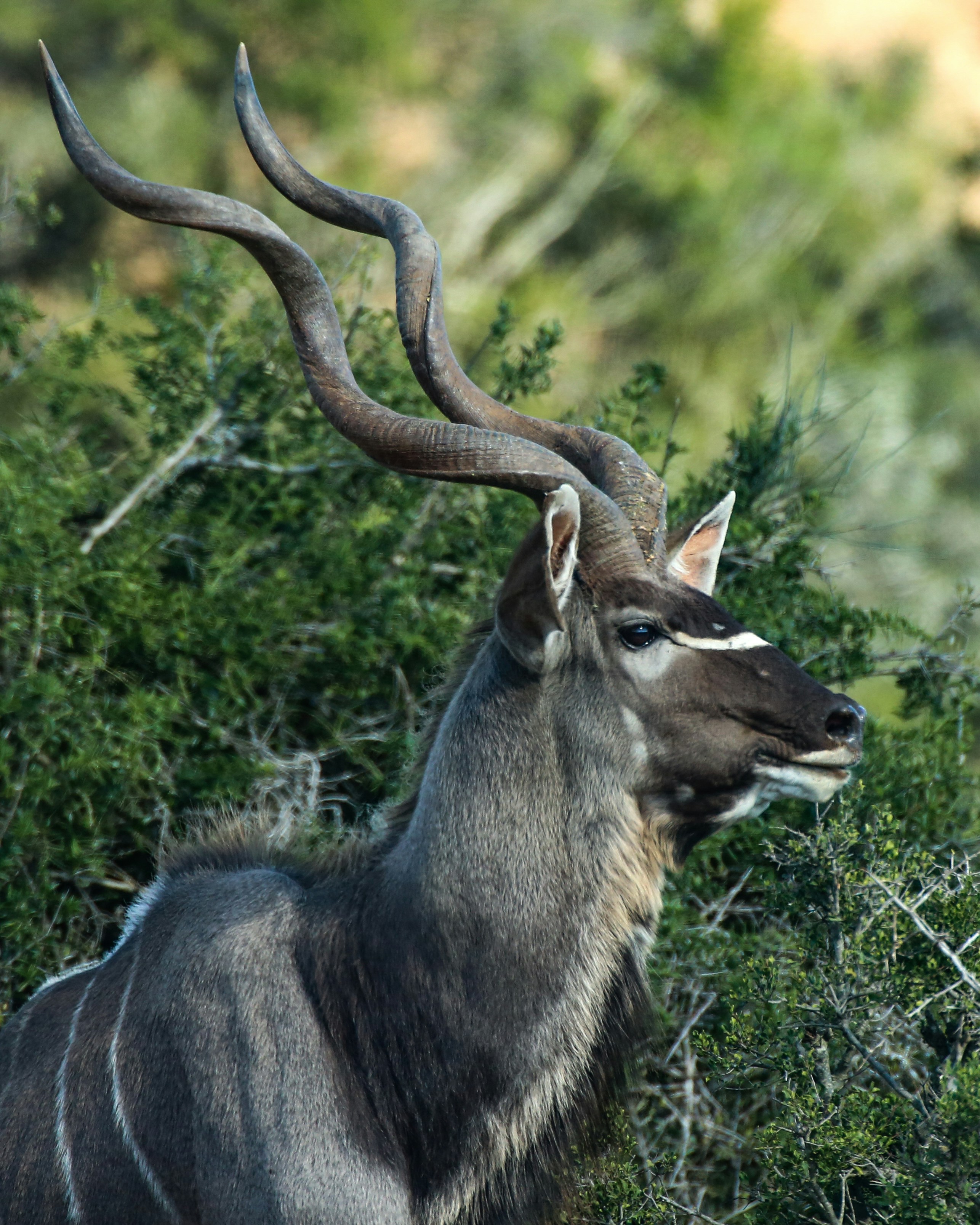 Graceful Horns in the Brush: a Stately Kudu Portrait
