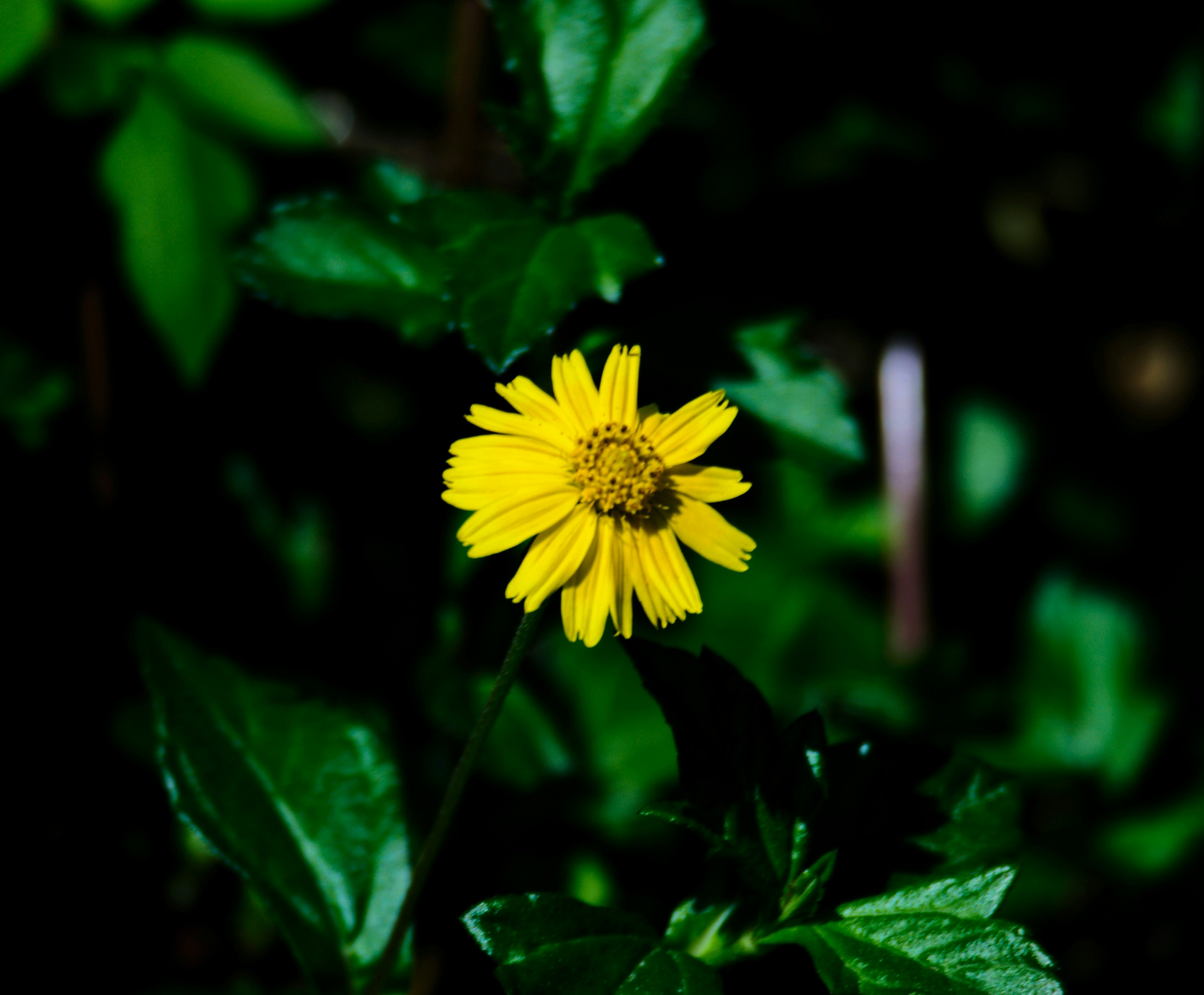 Yellow Daisy Spotlight: A Single Bloom Amid Velvet Leaves