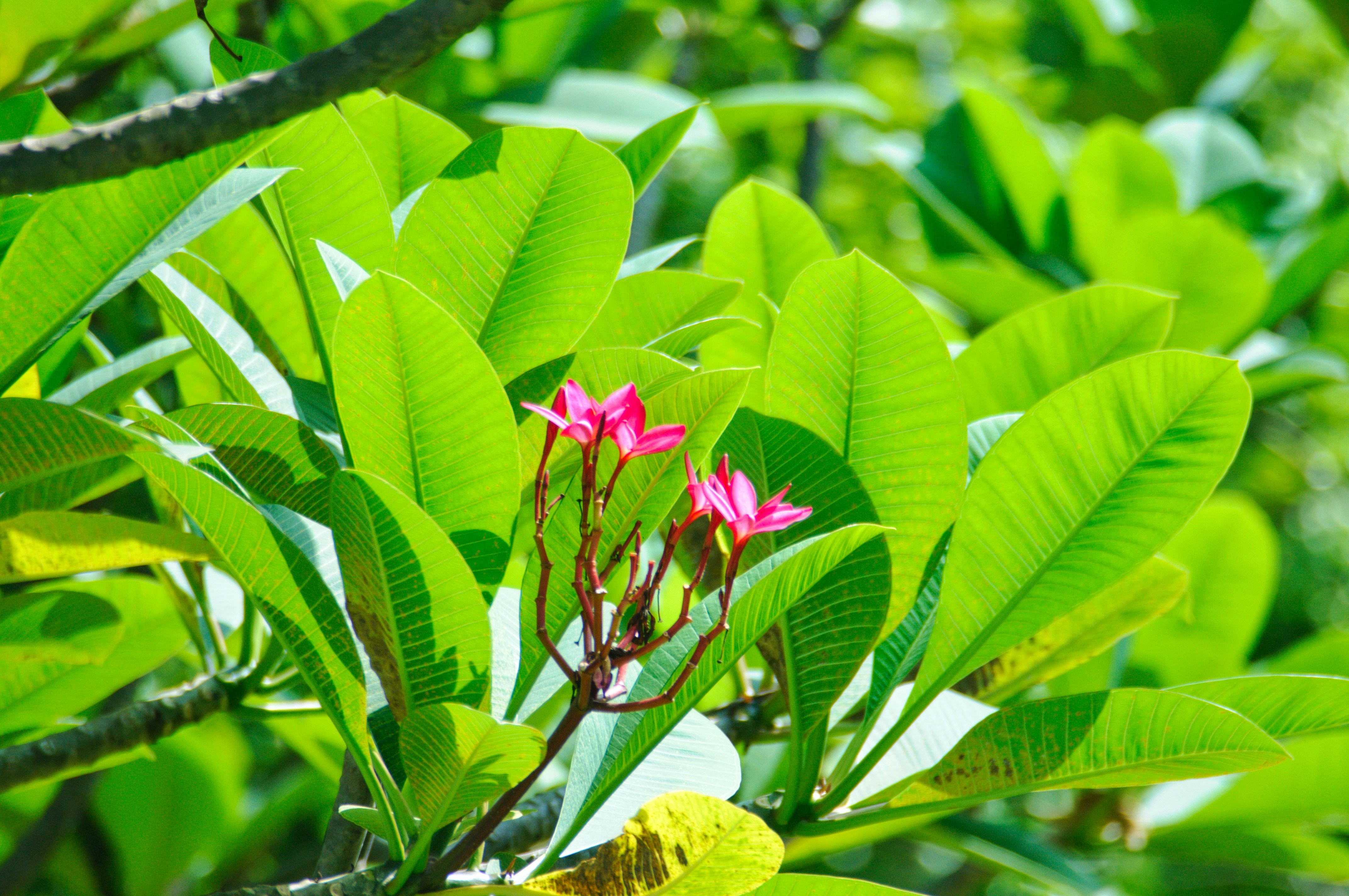 Pink Plume Among Green Veil